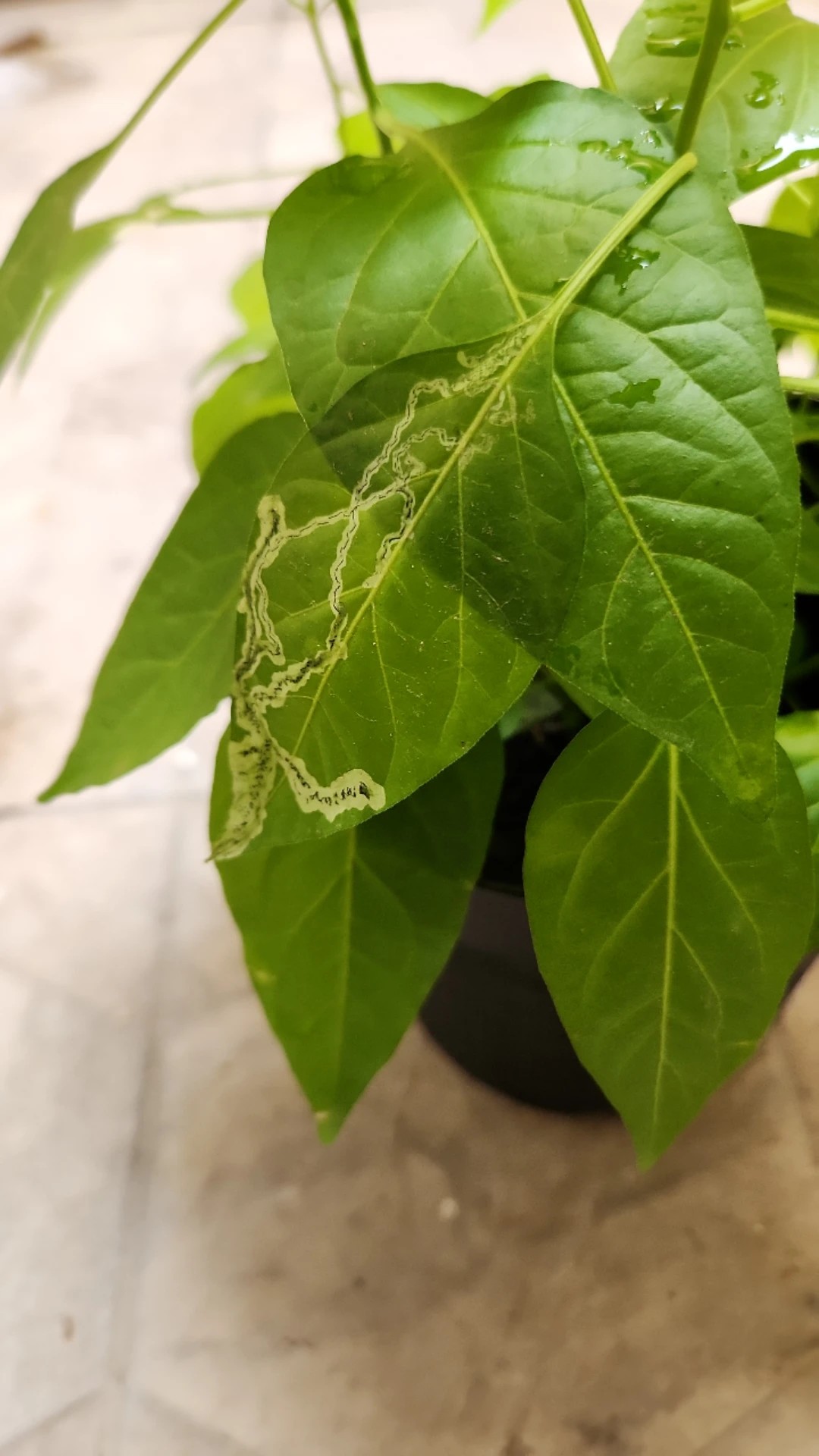 How to Treat Leaf miners Disease on Pepper?