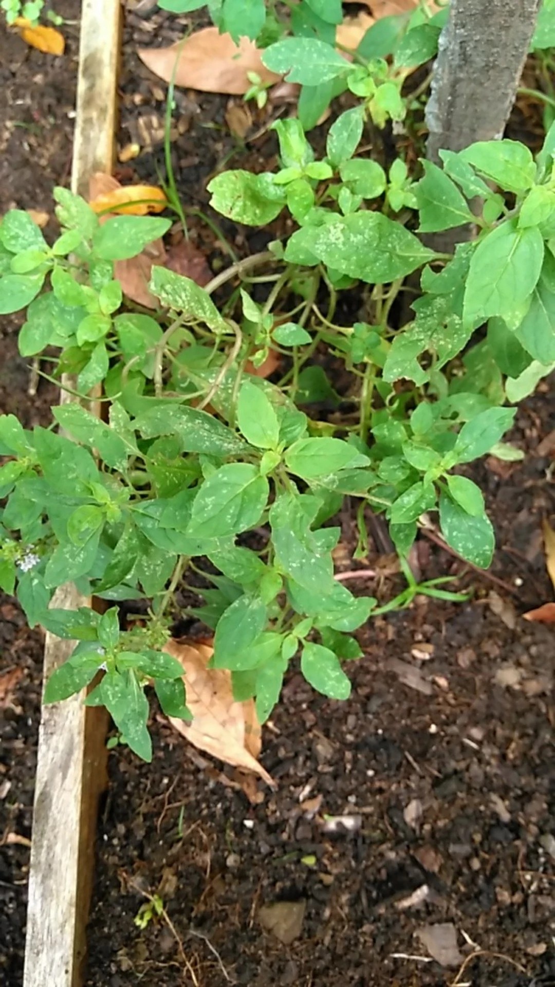 How to Treat Thrips Disease on Sweet basil?