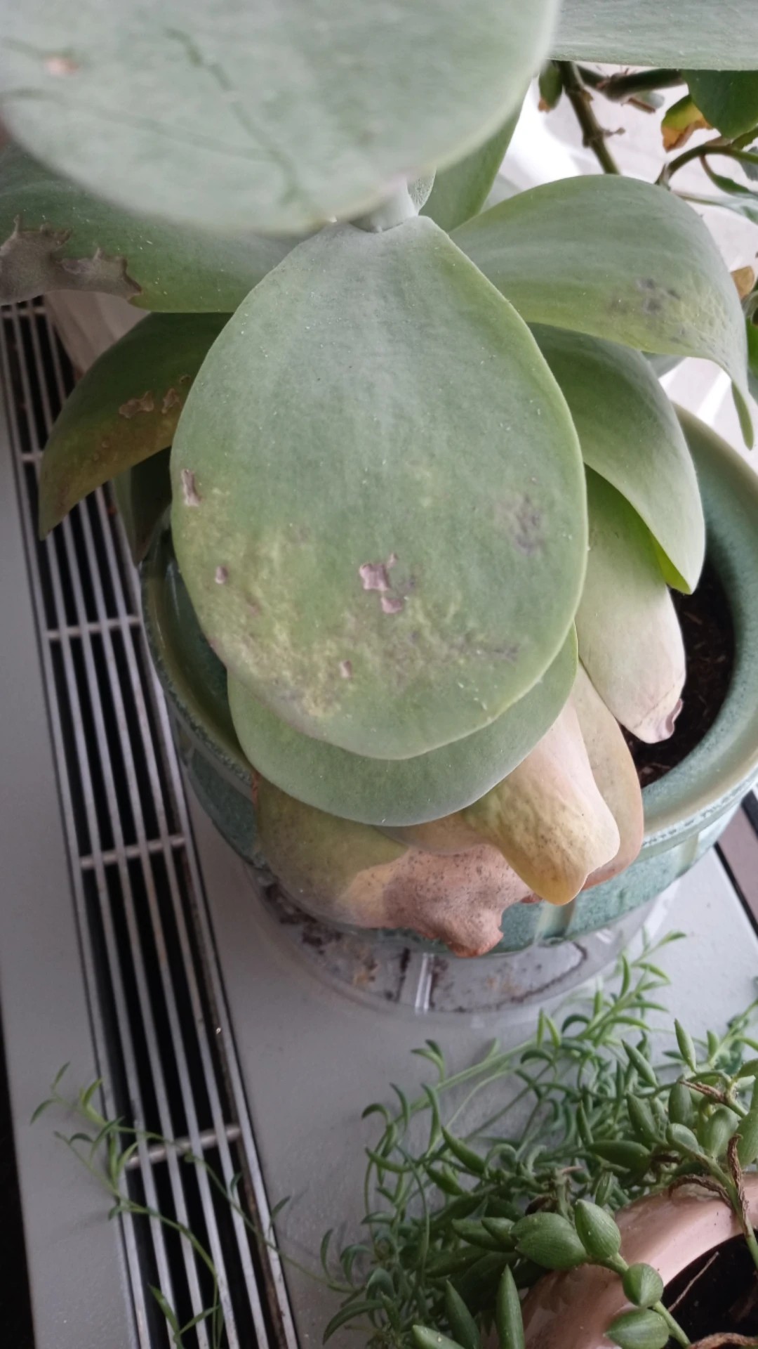 How to Treat Leaf rot Disease on Paddle plant?