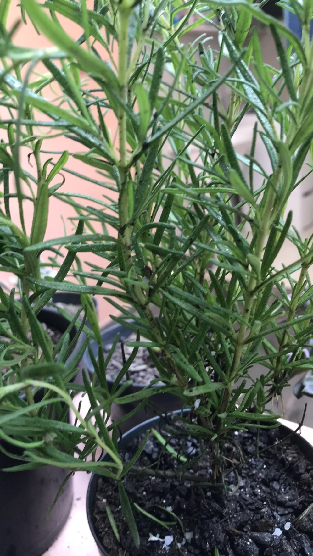 How to Treat Wilting Disease on Rosemary?