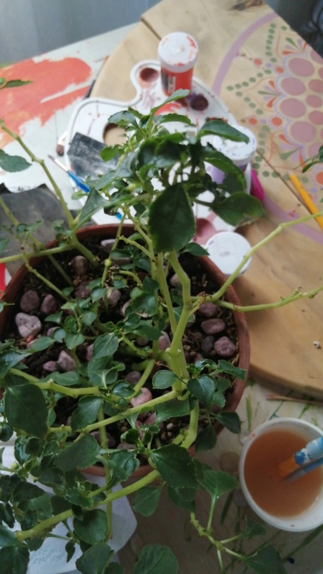 Wie behandelt man die Krankheit Braune Flecken bei Fleißiges Lieschen?