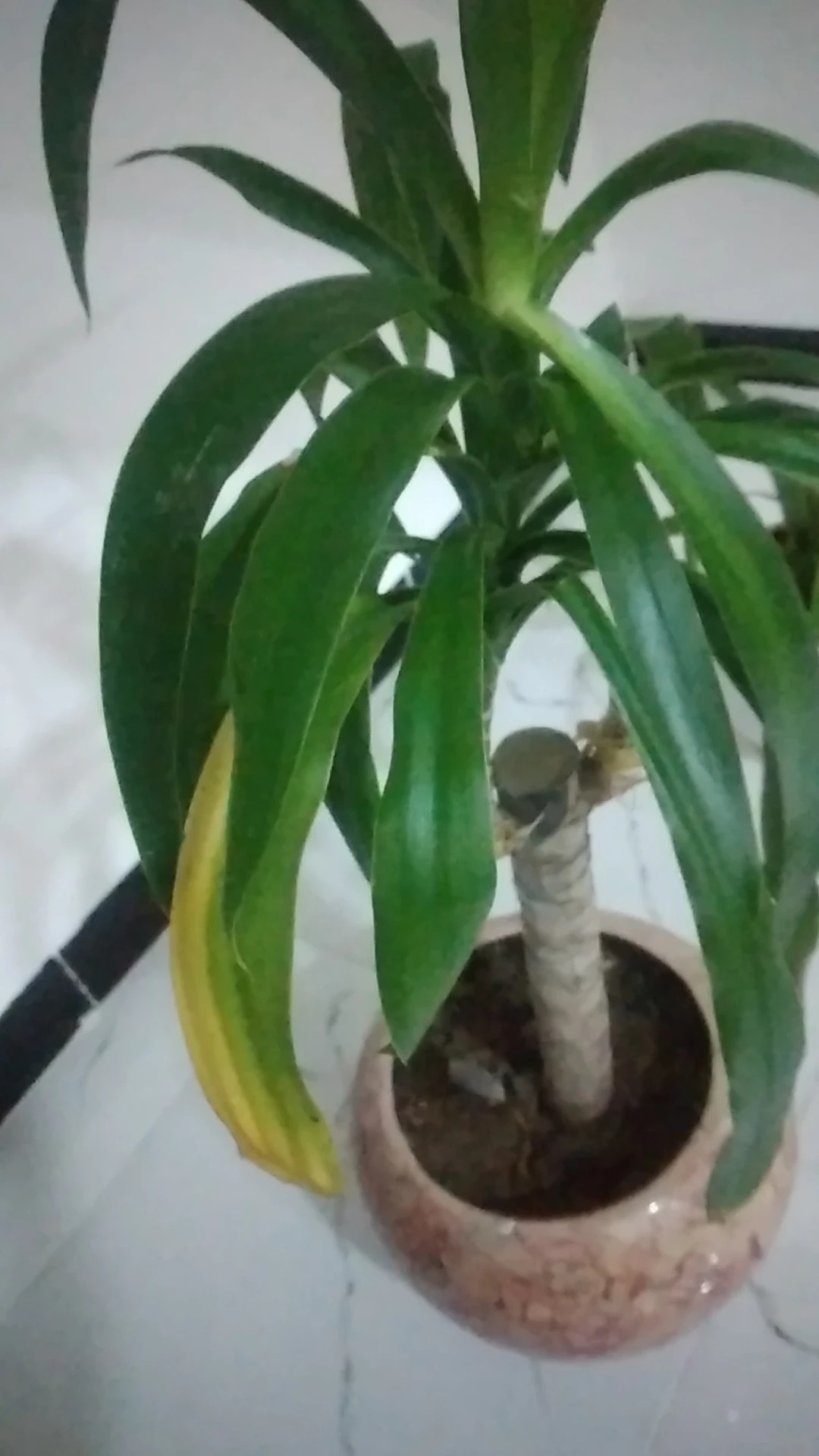 How to Treat Leaf spot Disease on Spineless yucca?