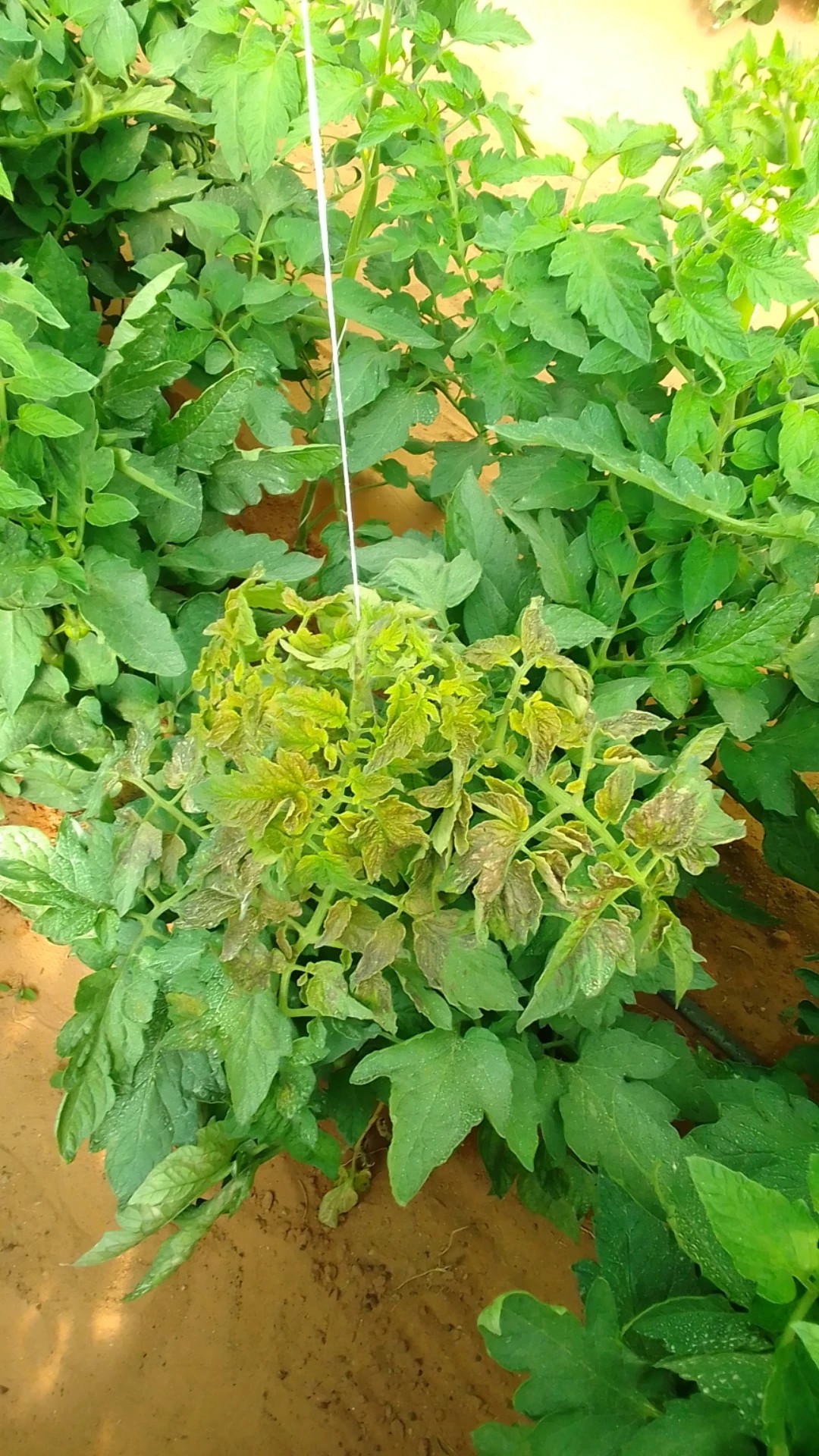 How to Treat Leaf rot Disease on Tomato?