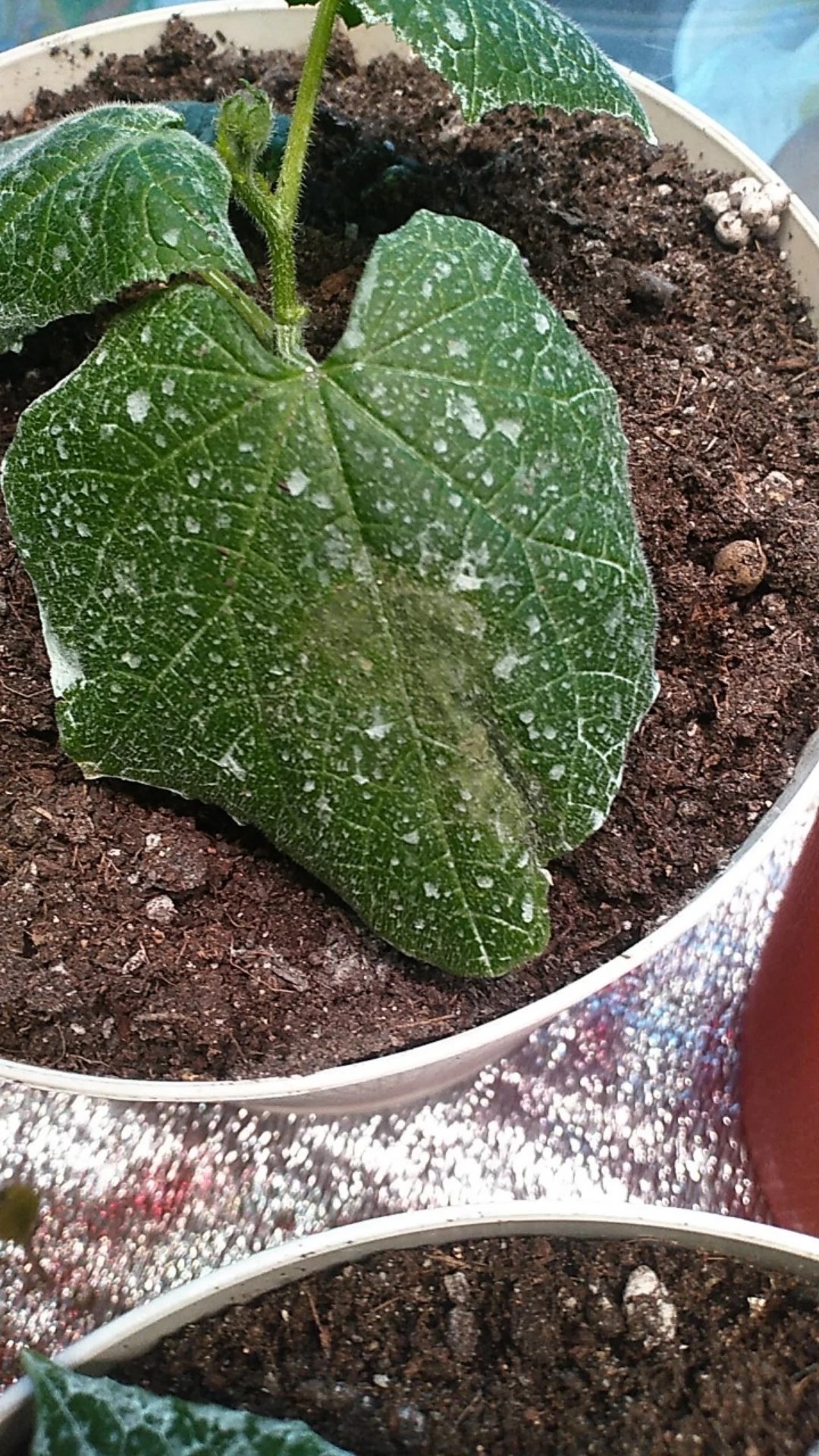 How to Treat Powdery mildew Disease on Cucumber?