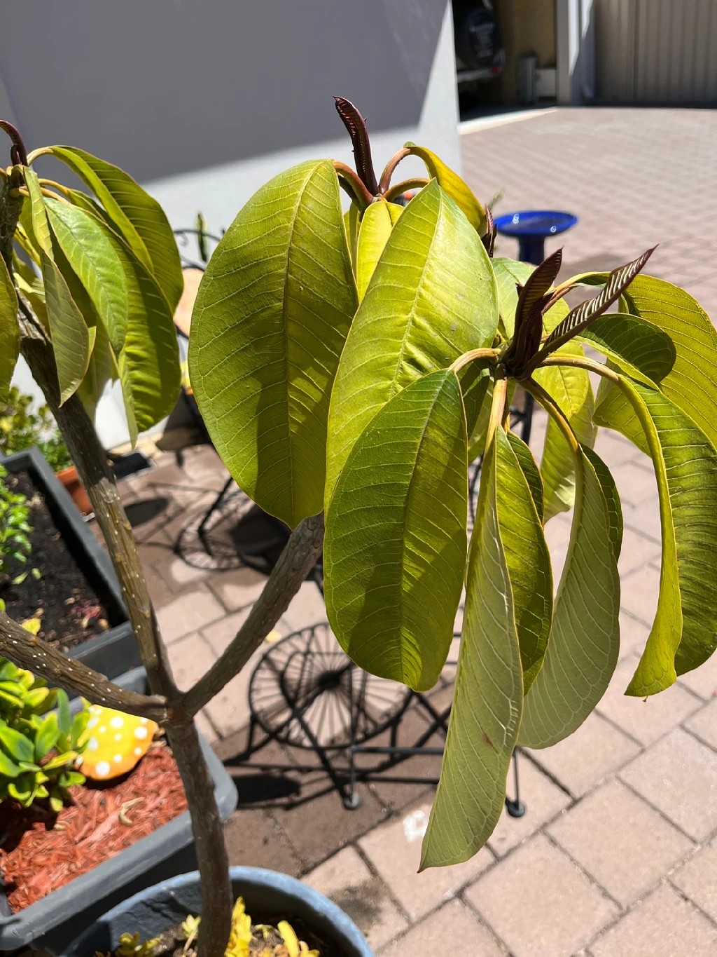 How to Treat Wilting Disease on Red frangipani?