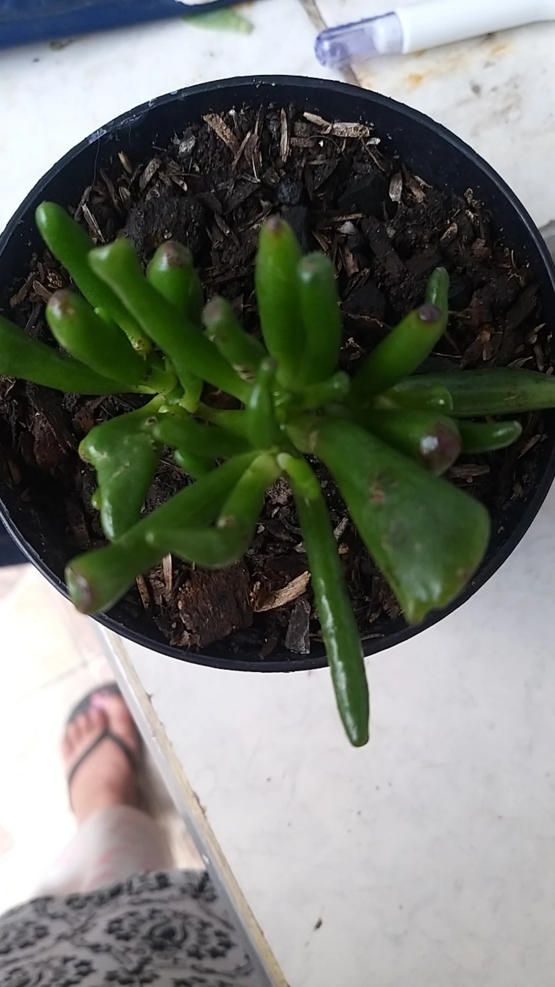 How to Treat Leaf rot Disease on Gollum jade?