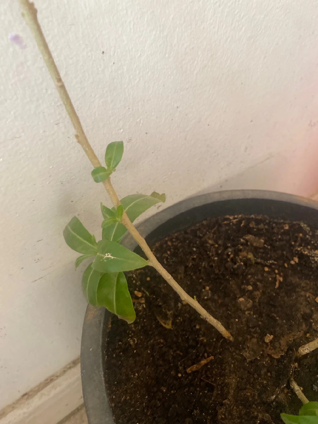 How to Treat Leaf rot Disease on Madagascar periwinkle?