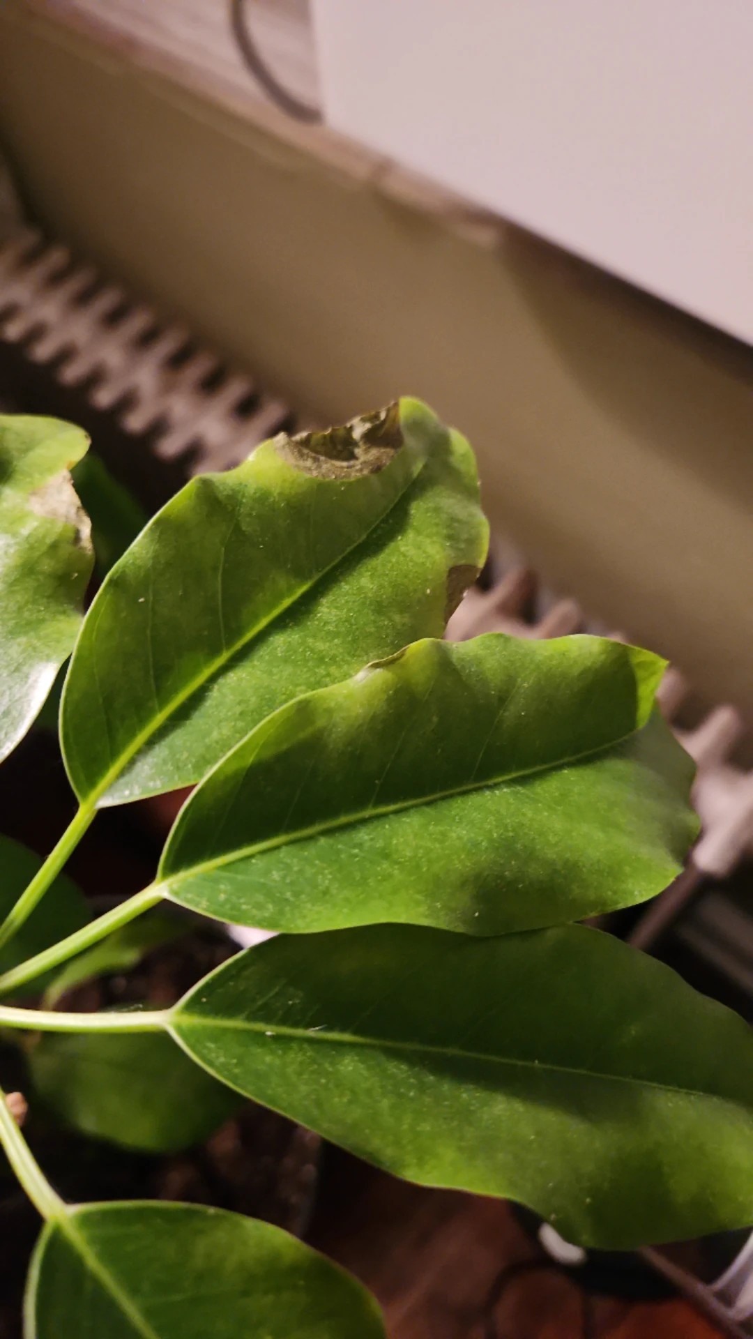 How to Treat Leaf rot Disease on Octopus tree?