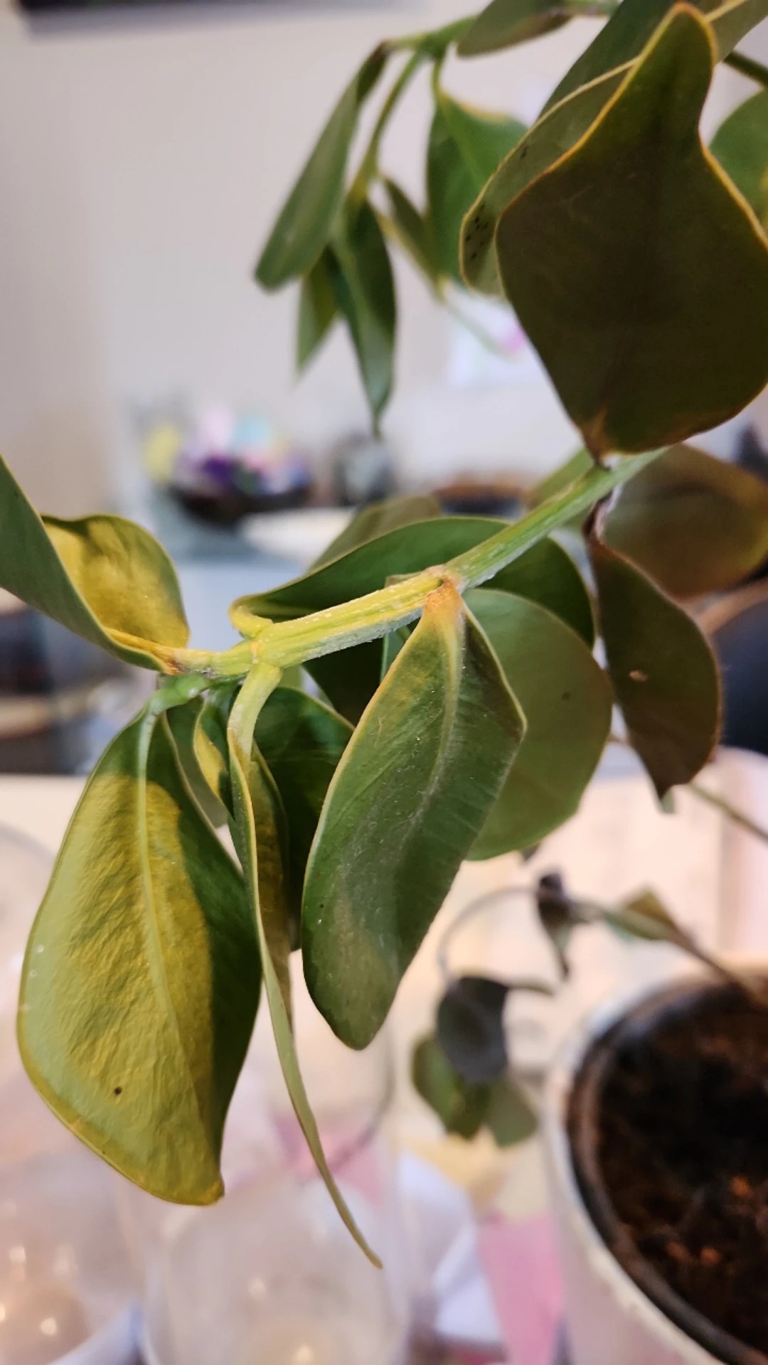 How to Treat Wilting Disease on Autograph tree?