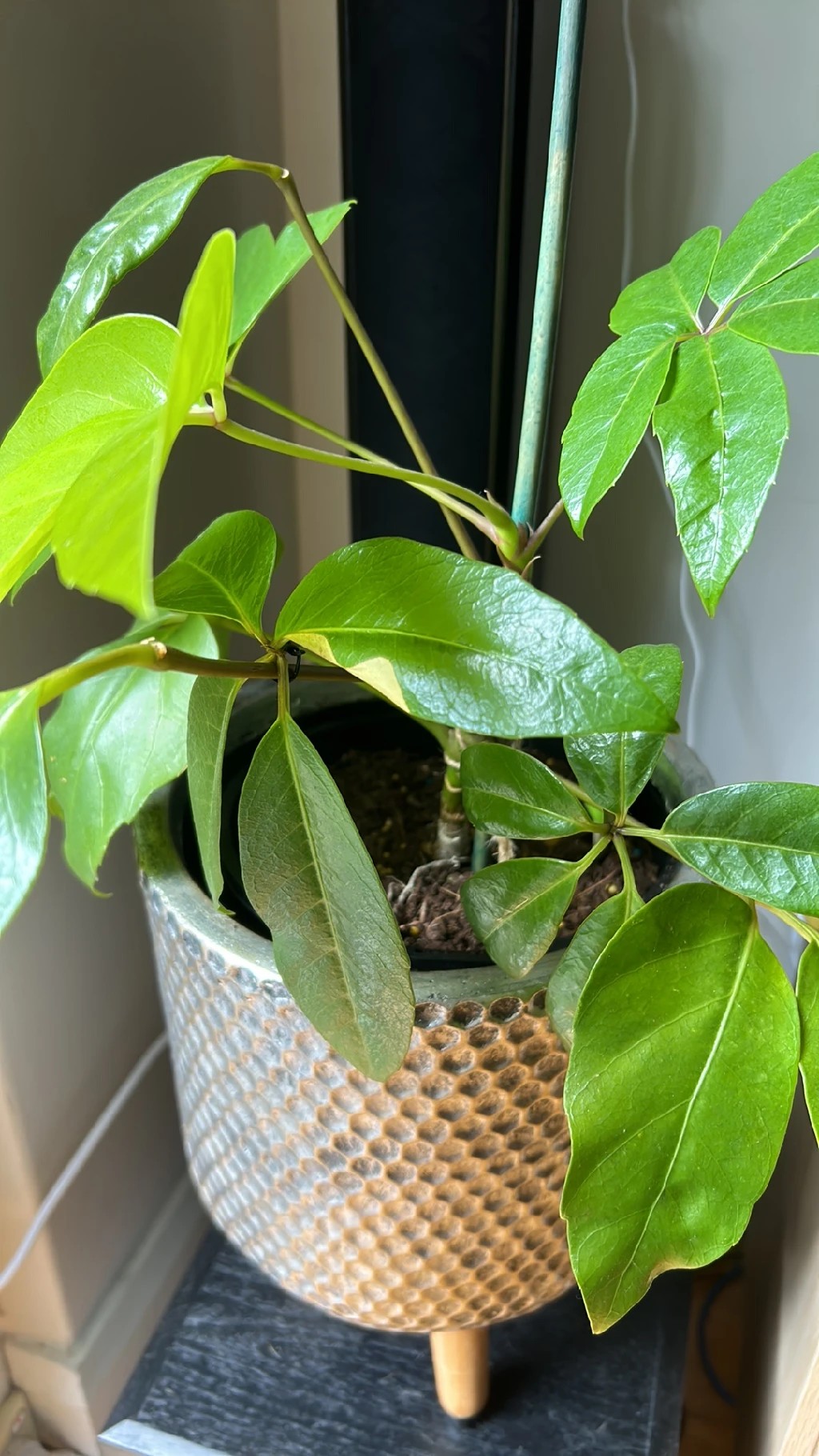 How to Treat Leaf rot Disease on Octopus tree?