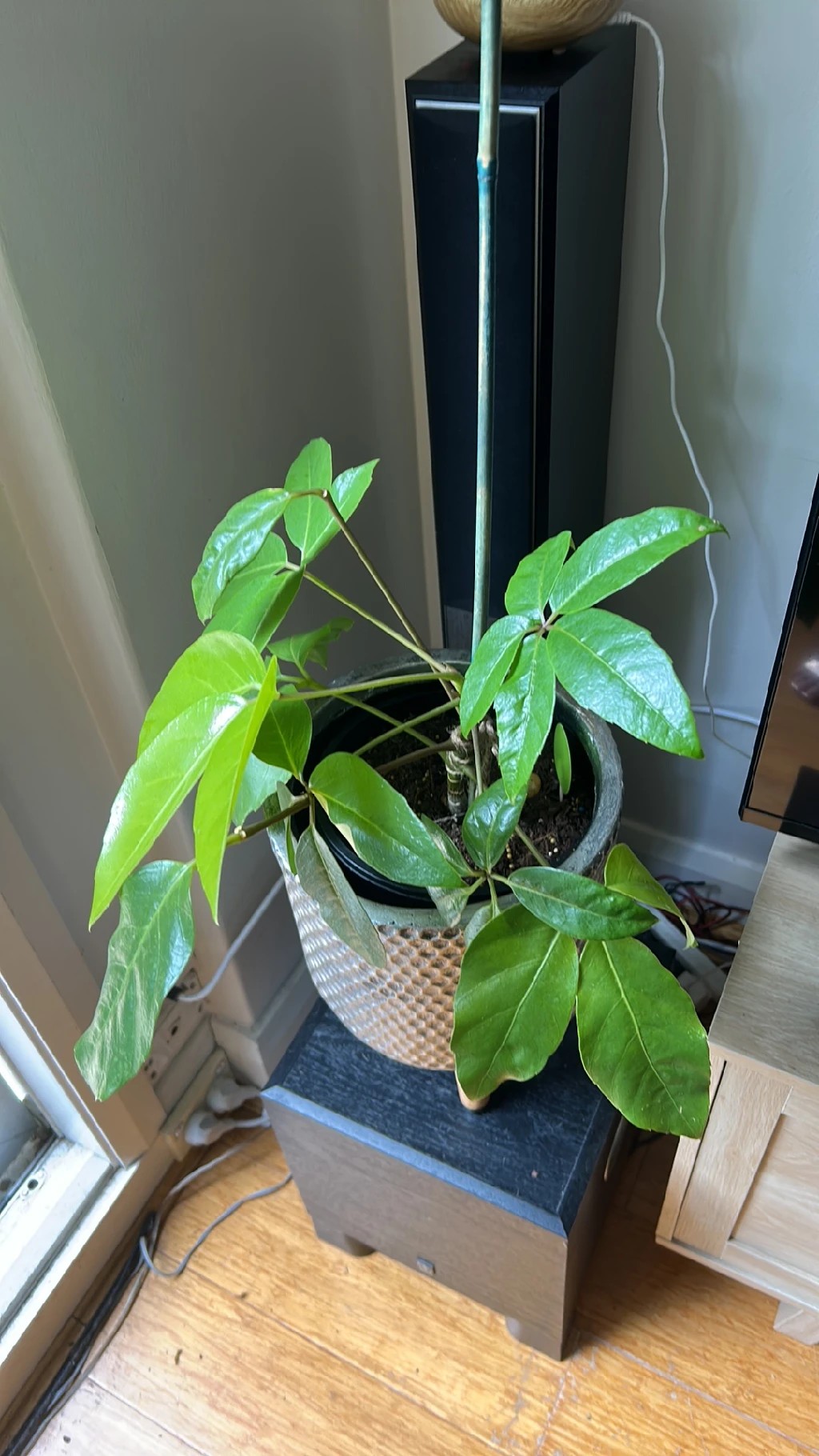 How to Treat Leaf rot Disease on Octopus tree?