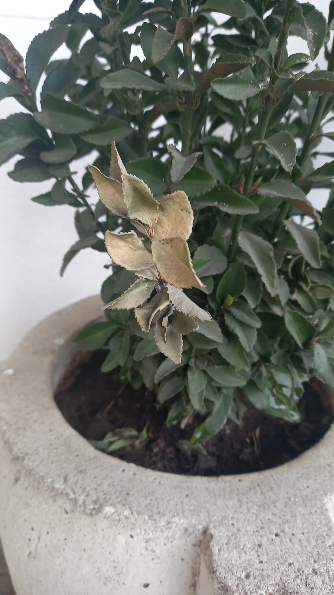 Wie behandelt man die Krankheit Braune Flecken bei Japanischer ...