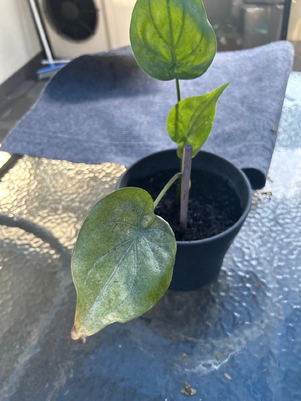 How to Treat Leaf mites Disease on Chinese taro?