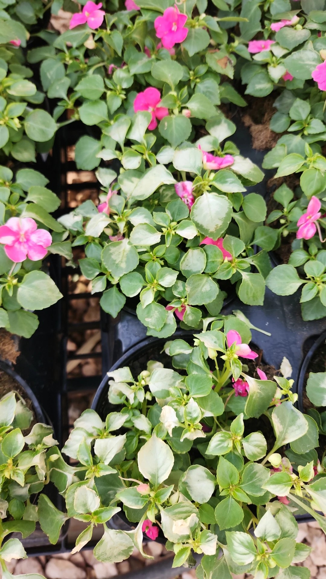 Wie behandelt man die Krankheit Braune Flecken bei Fleißiges Lieschen?