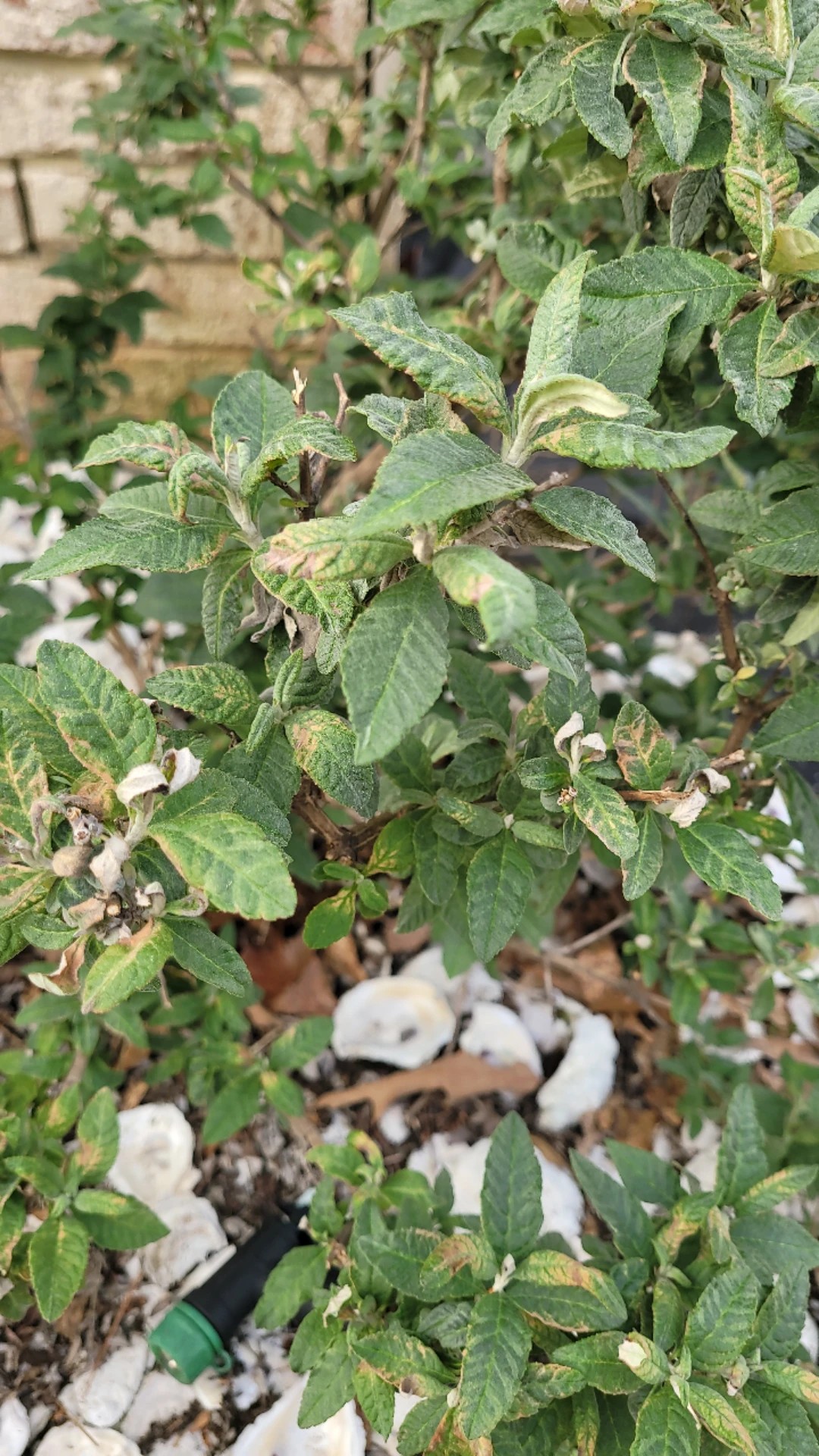 How to Treat Leaf rot Disease on Butterfly bush?