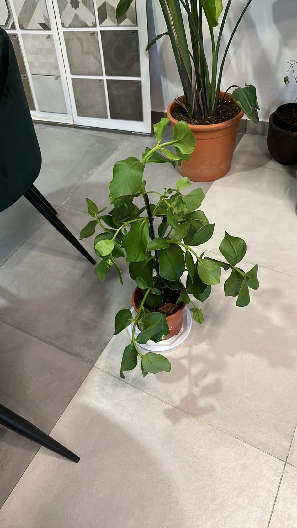 How to Treat Wilting Disease on Autograph tree?