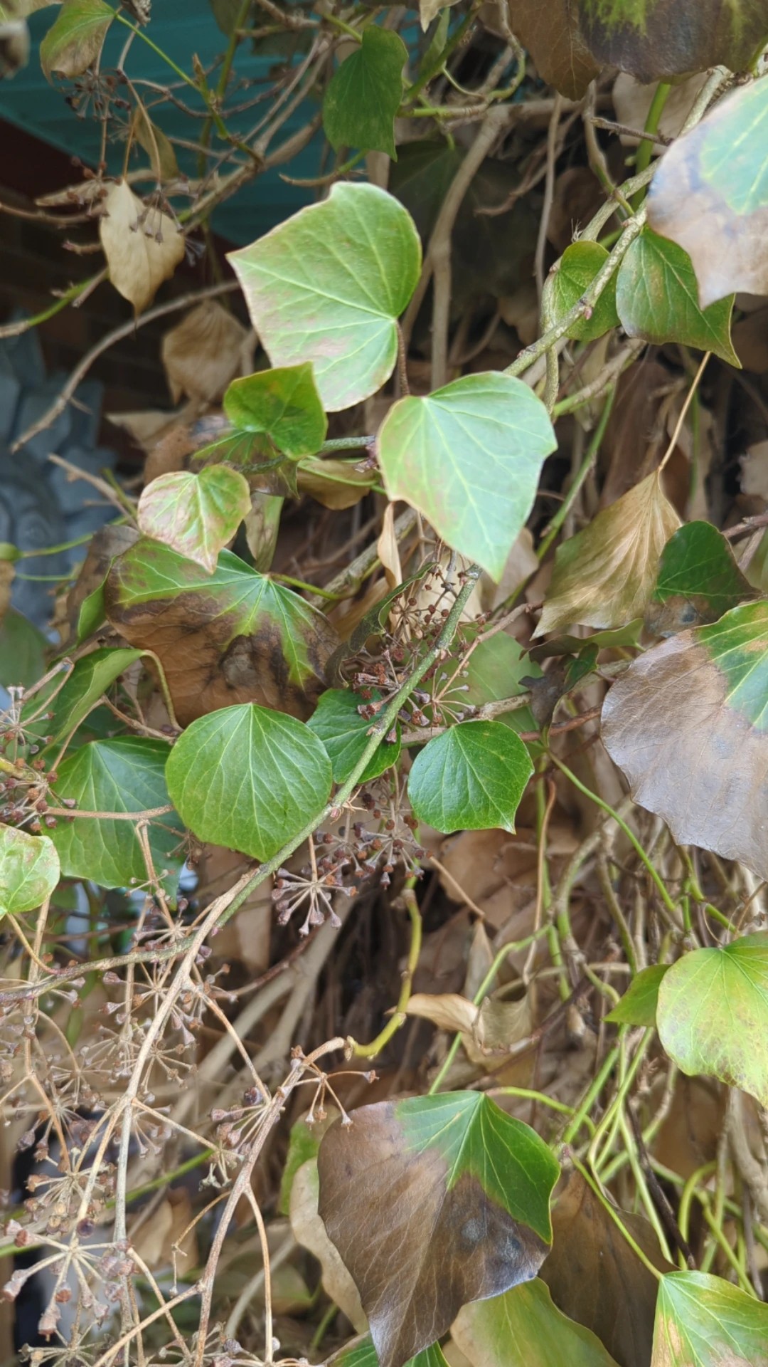 How to Treat Leaf blight Disease on English ivy?