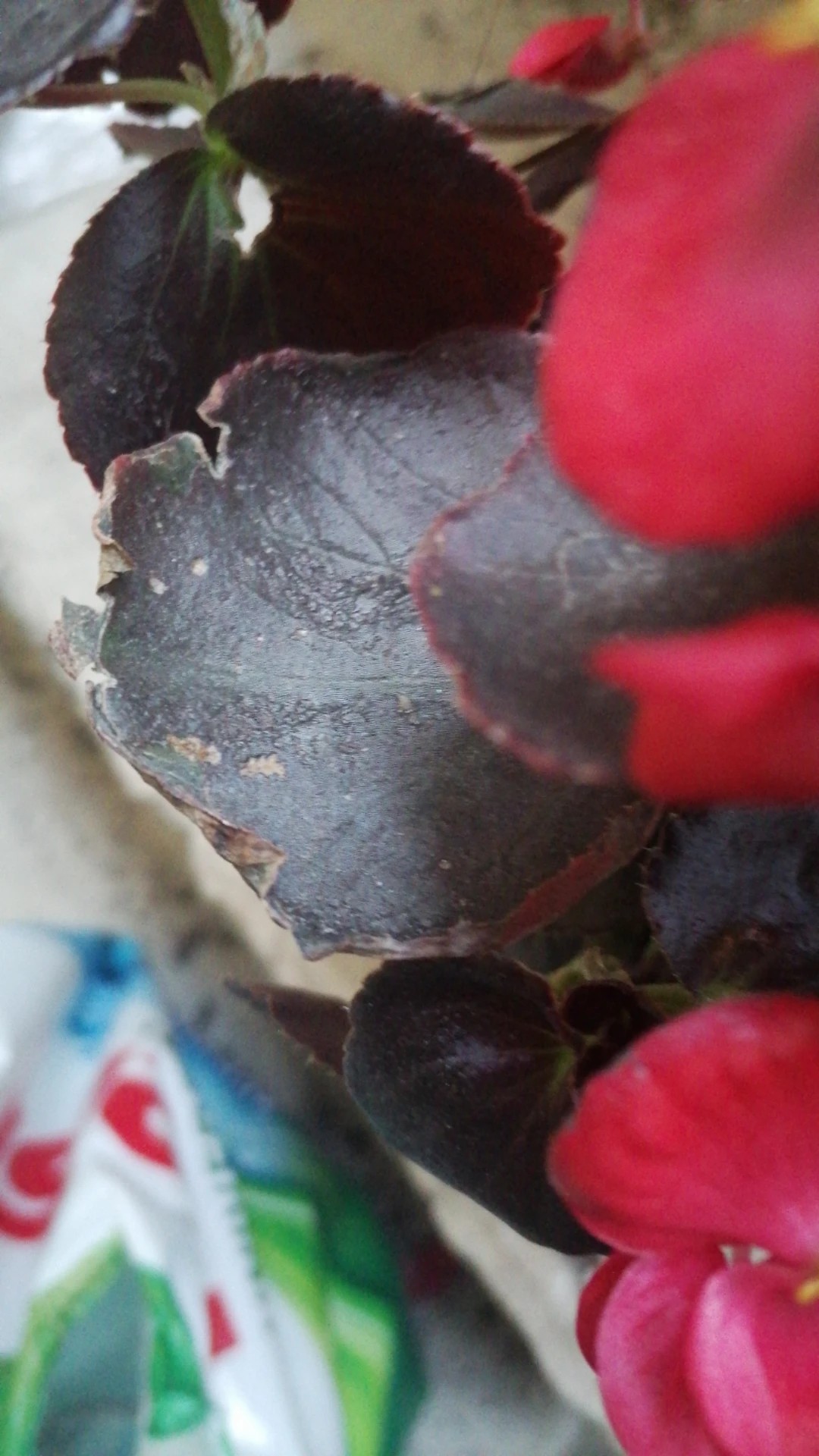 How to Treat Brown blotch Disease on Wax begonia?