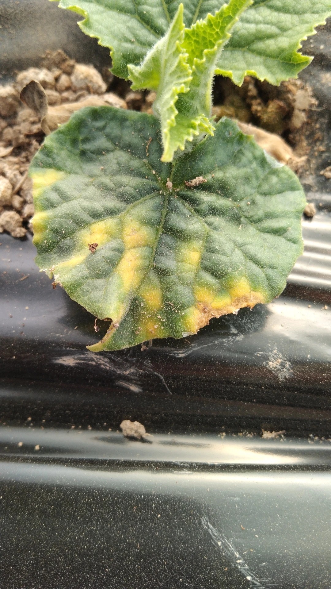 How to Treat Brown blotch yellow edge Disease on Cucumber?