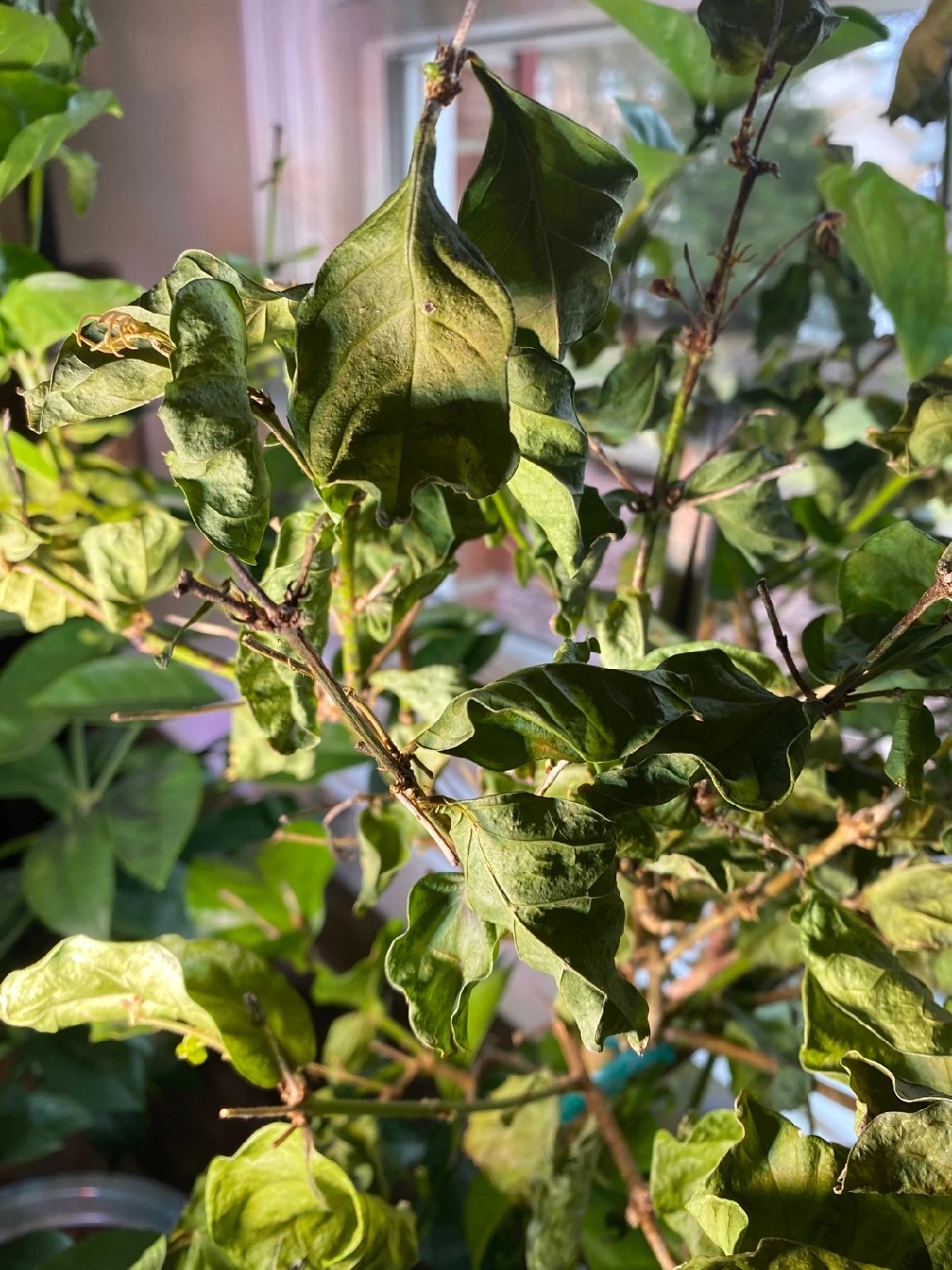 How to Treat Wilting Disease on Arabian jasmine?