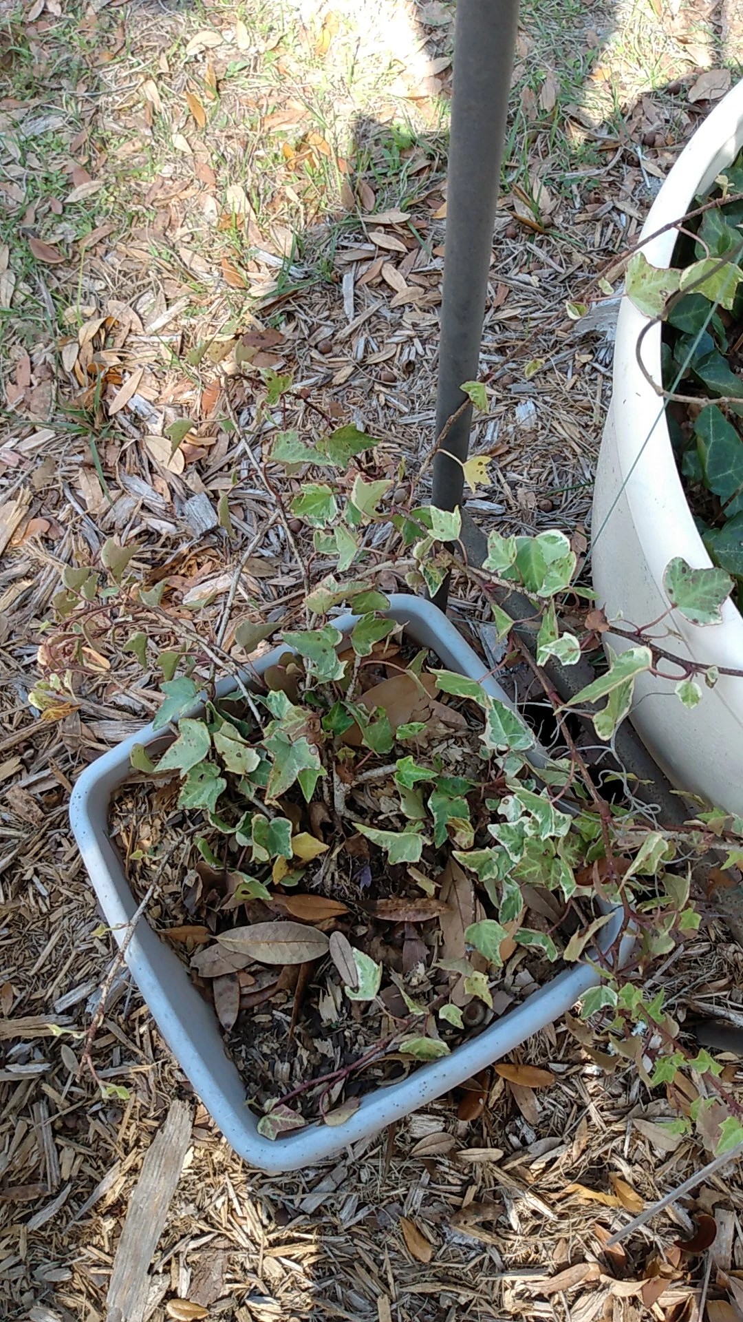How to Treat Brown blotch Disease on English ivy?