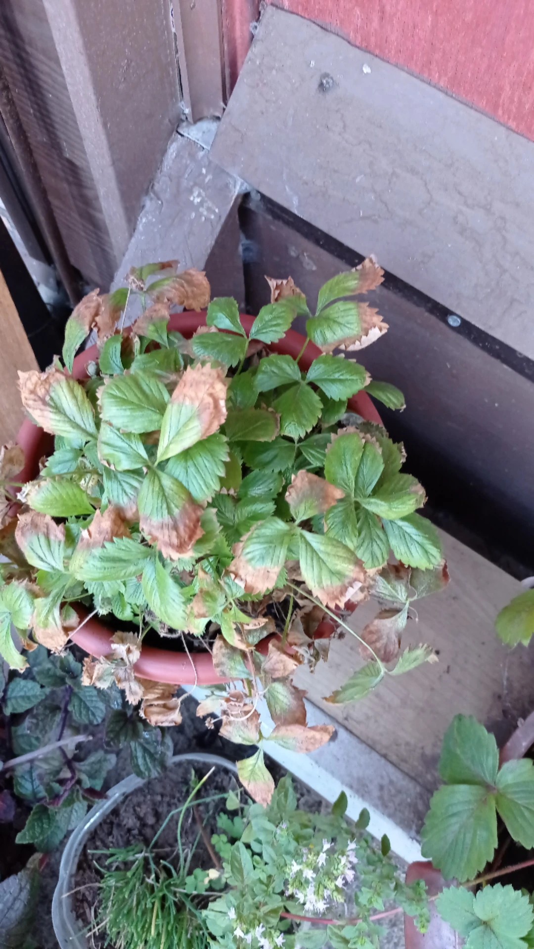 How to Treat Leaf blight Disease on Woodland strawberry?