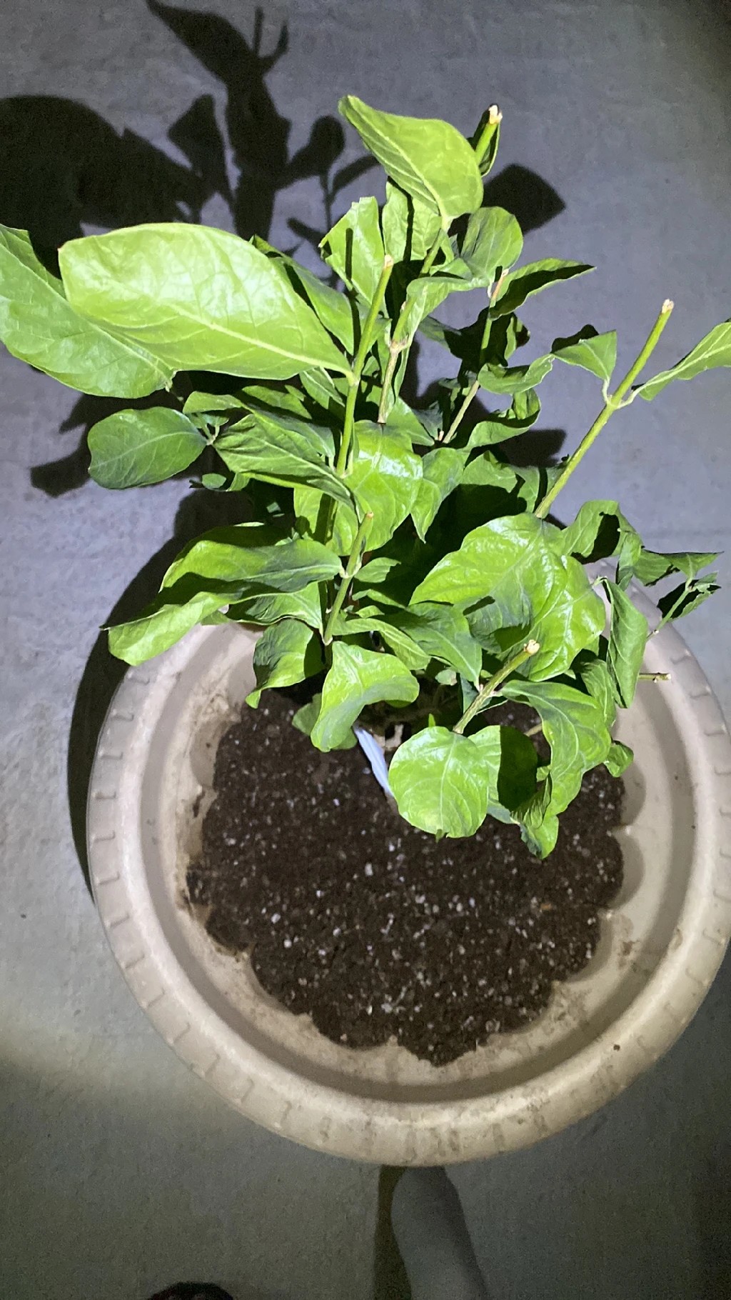 How to Treat Wilting Disease on Arabian jasmine?