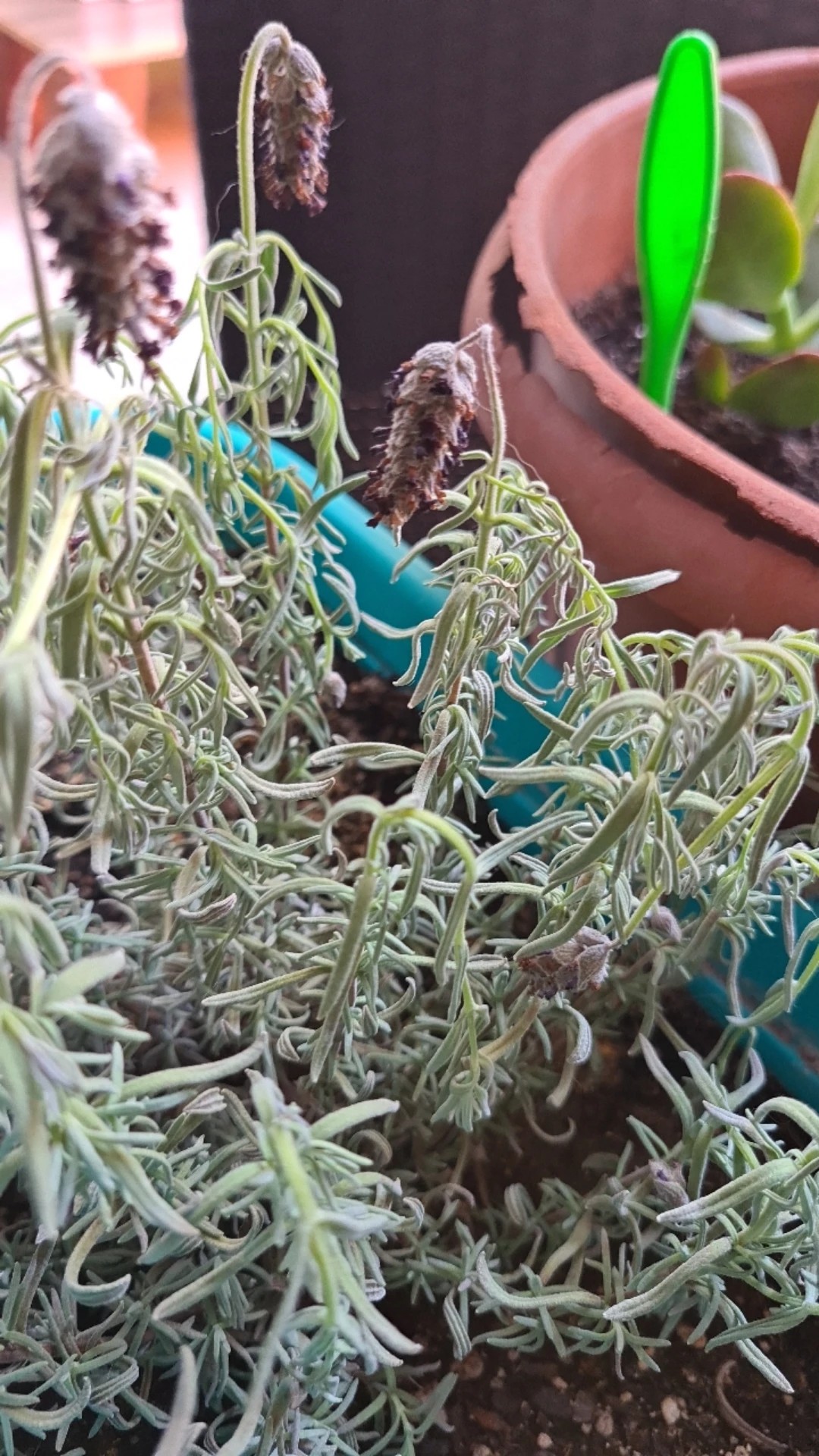 How to Treat Wilting Disease on Topped lavender?