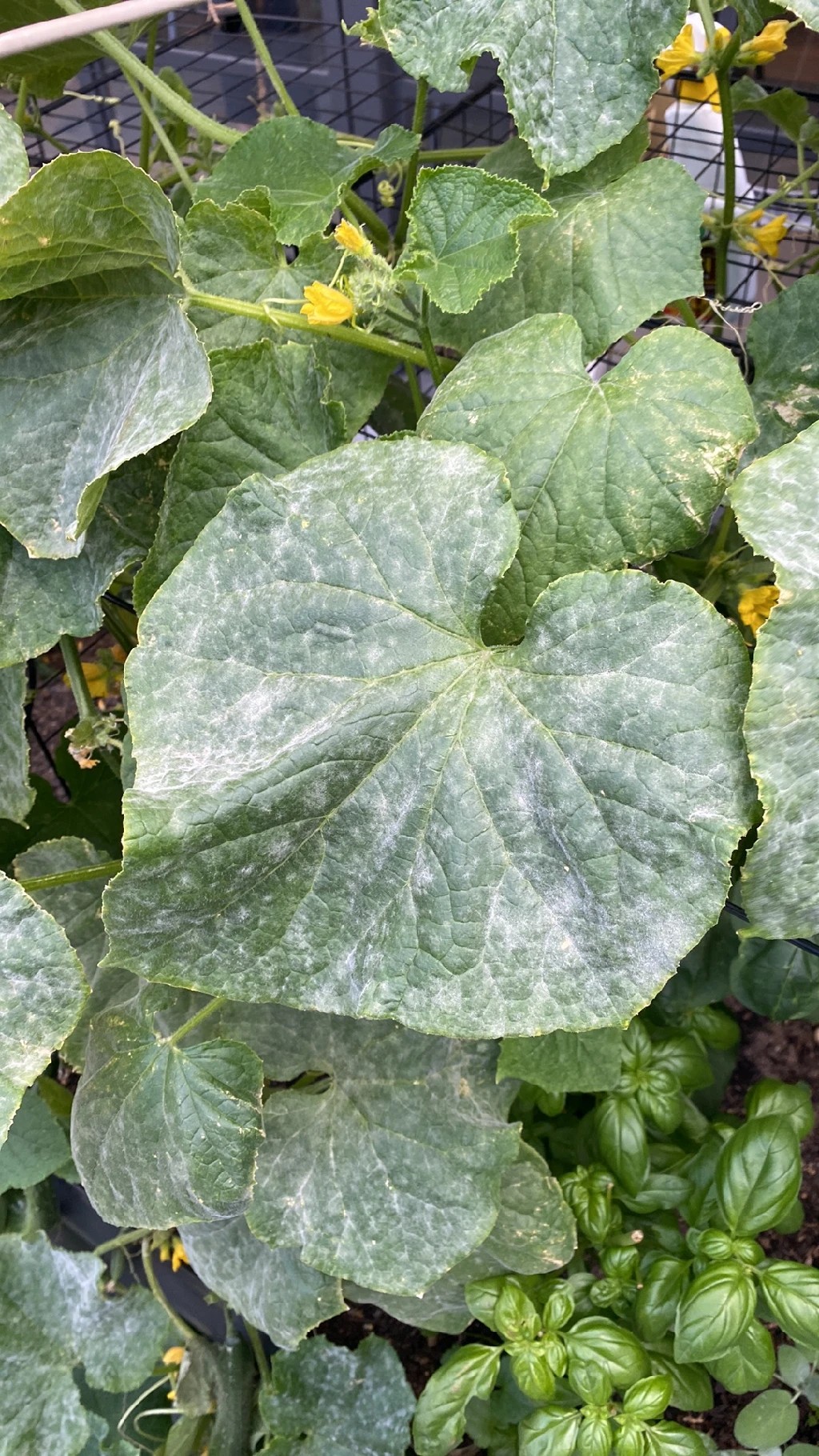 How to Treat Powdery mildew Disease on Cucumber?