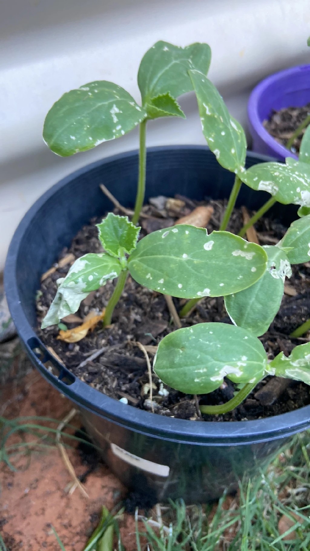How to Treat Powdery mildew Disease on Cucumber?