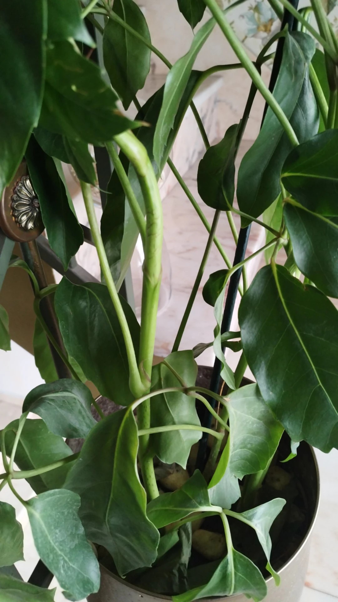 Octopus Tree Indoor