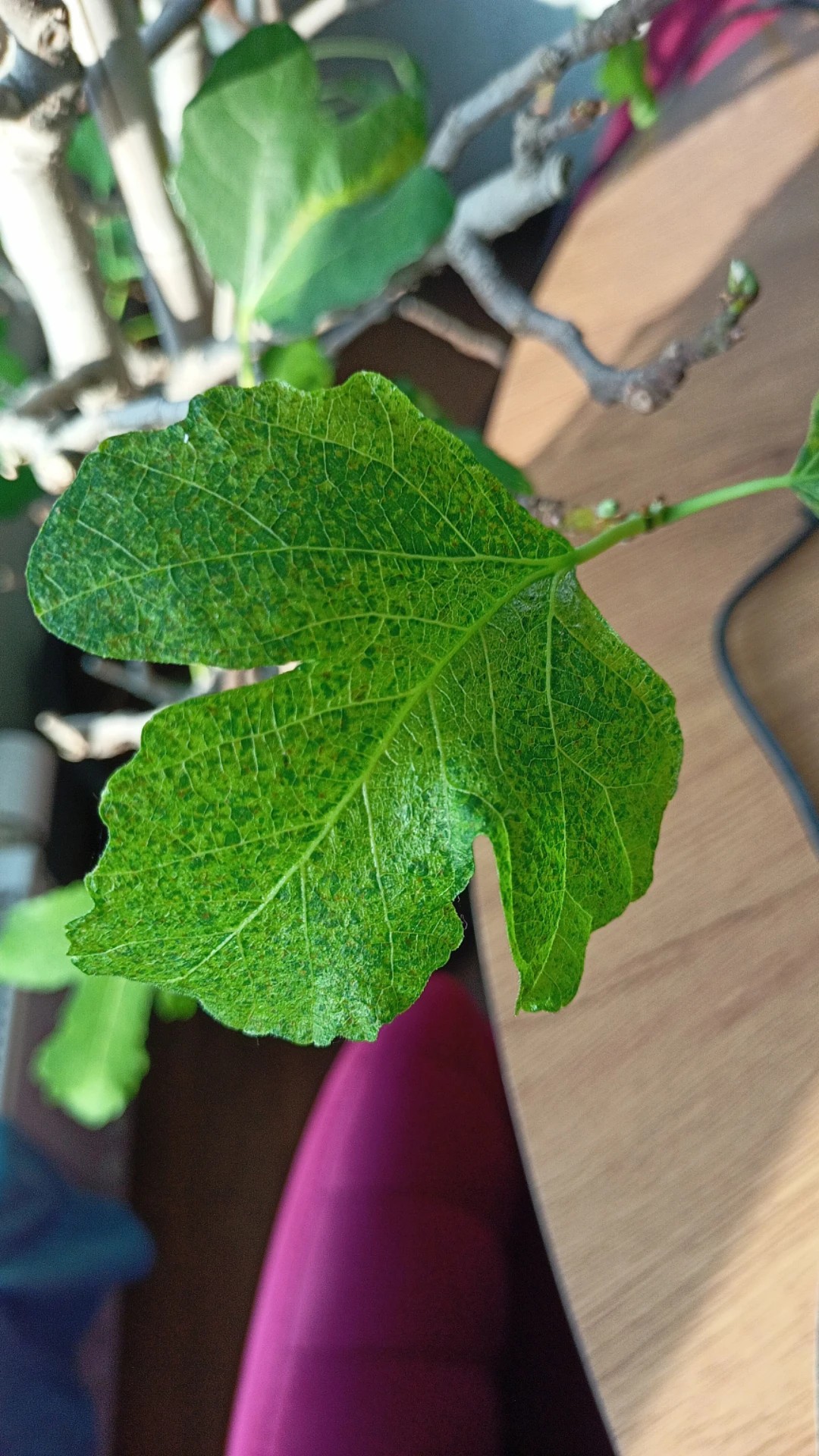 How to Treat Leaf spot Disease on Common fig?