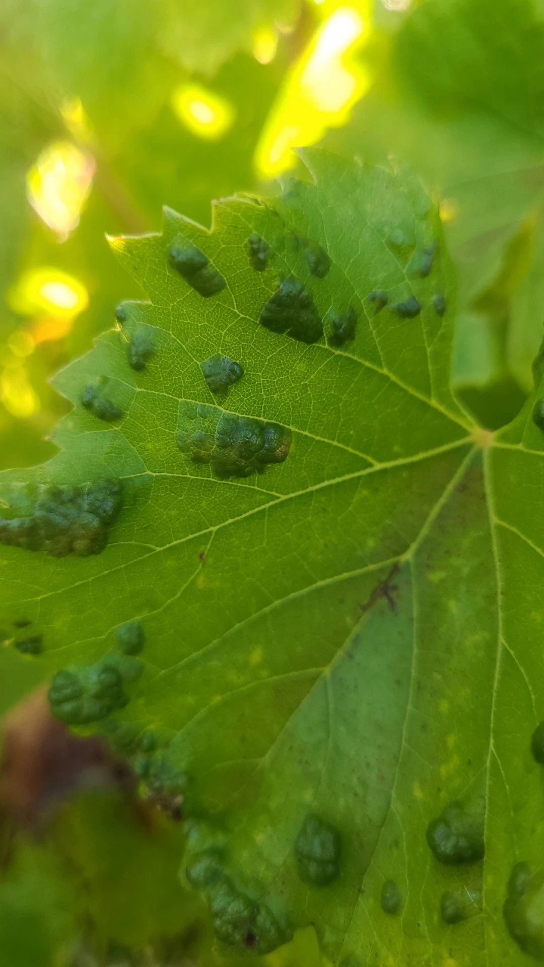 How to Treat Gall Disease on Wine grape?