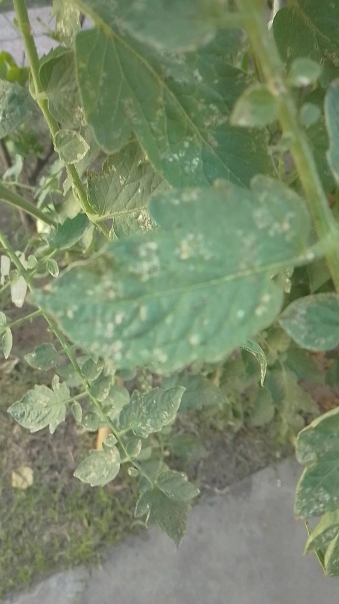 Thrips Damage Tomato How To Treat Thrips Disease On Tomato?