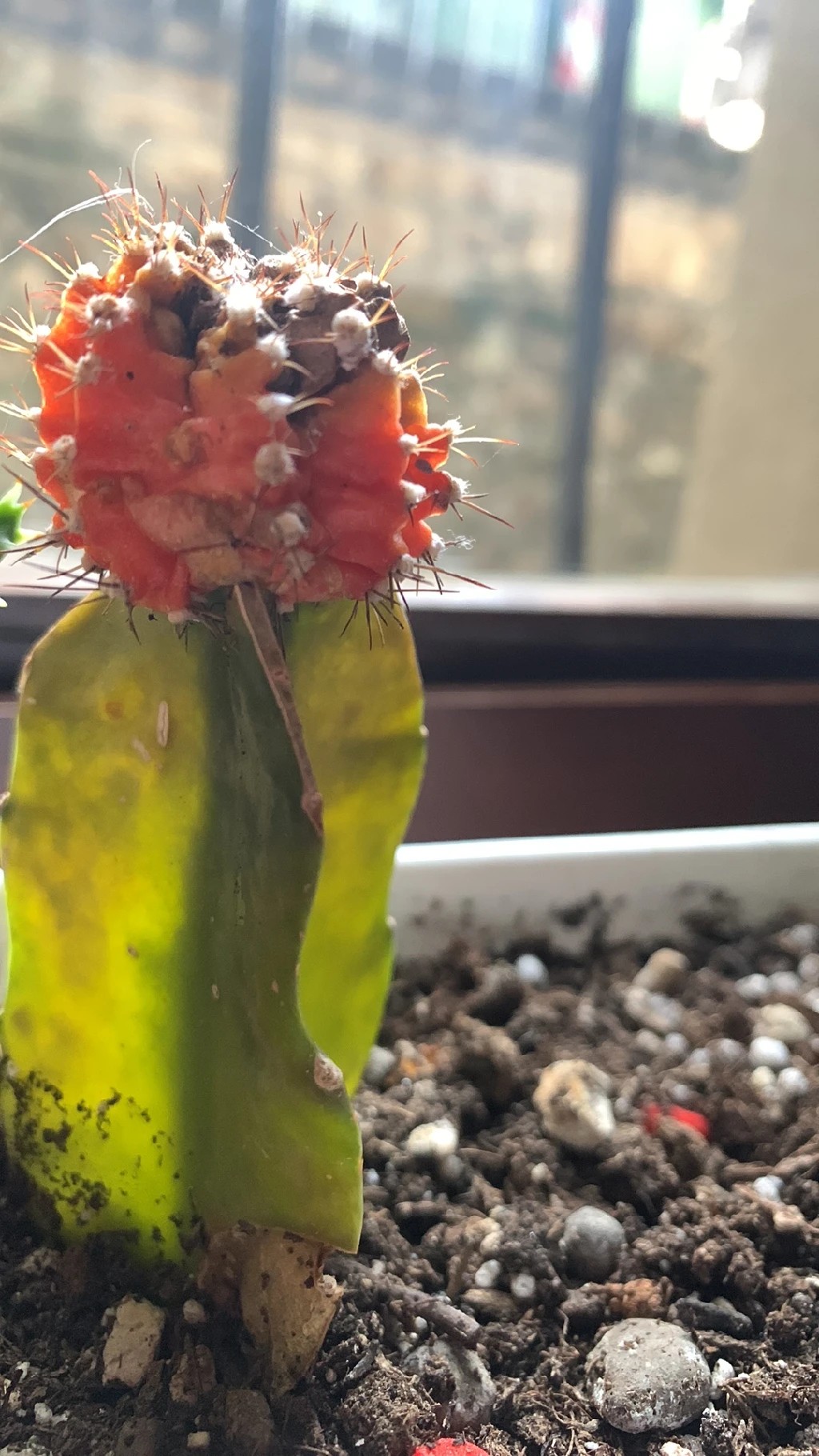 How to Treat Caterpillars Disease on Moon cactus?