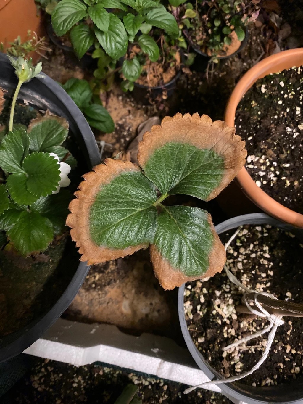 How to Treat Leaf blight Disease on Woodland strawberry?