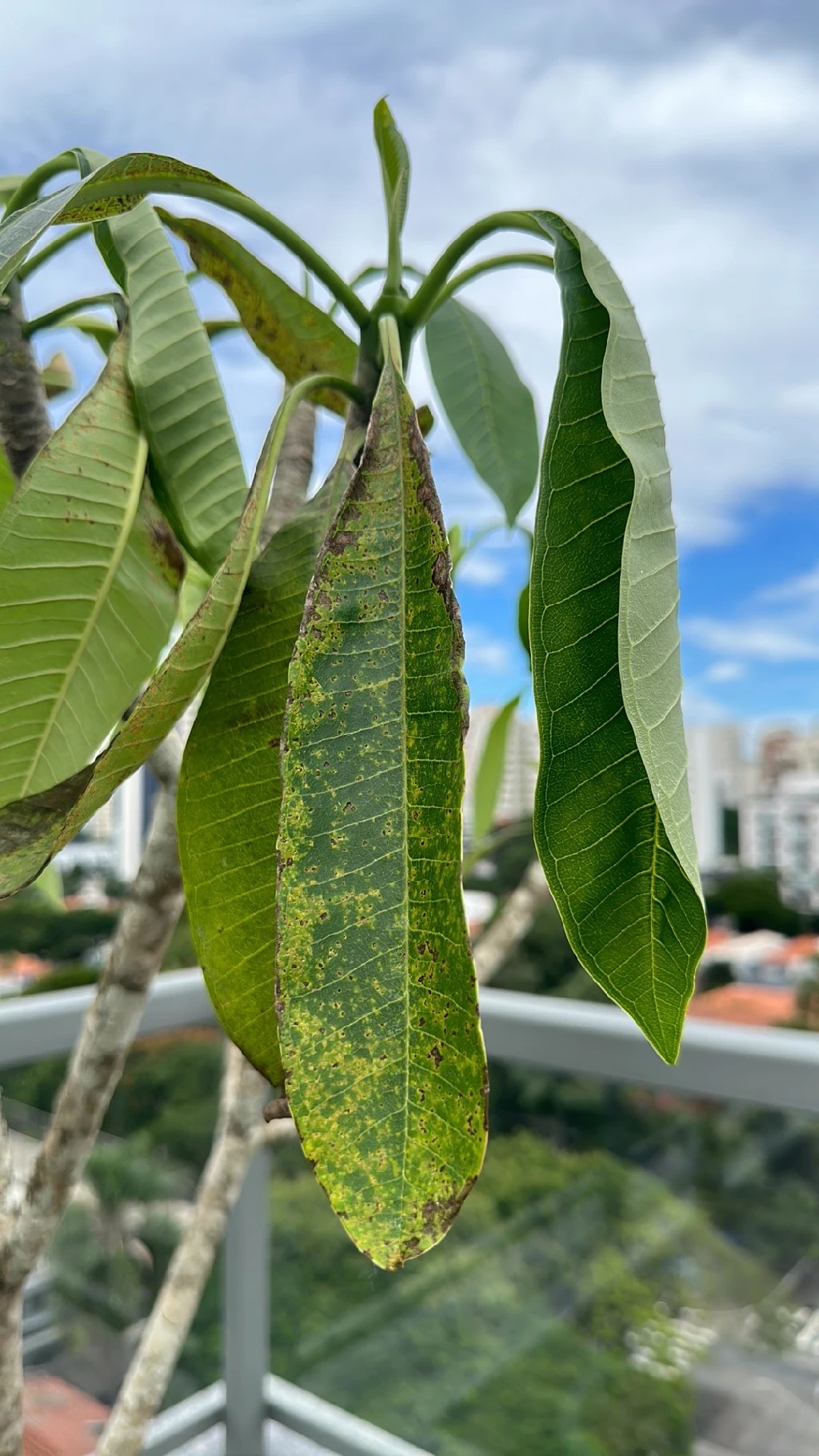 How to Treat Leaf spot Disease on Red frangipani?