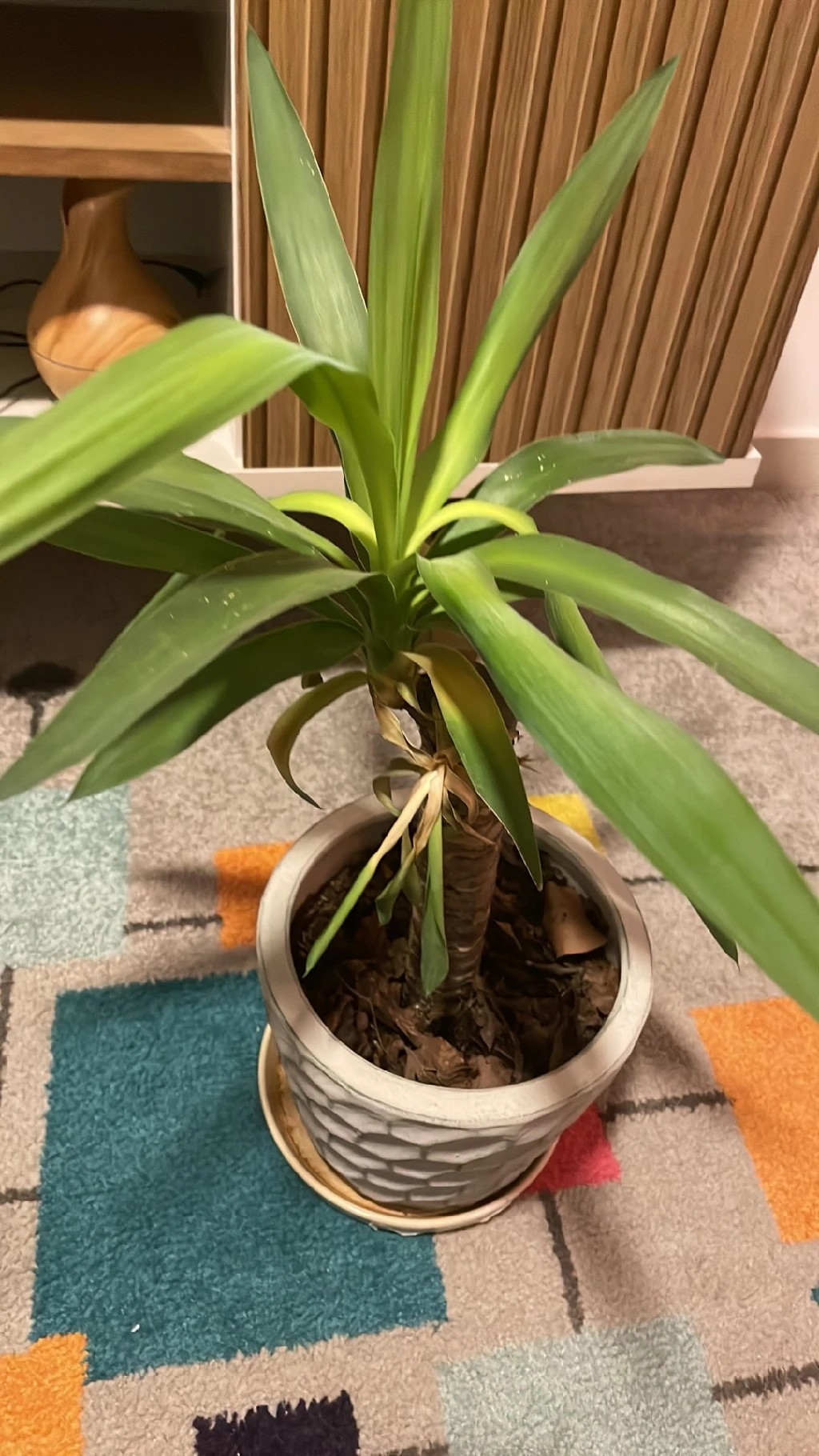 How to Treat Leaf spot Disease on Spineless yucca?