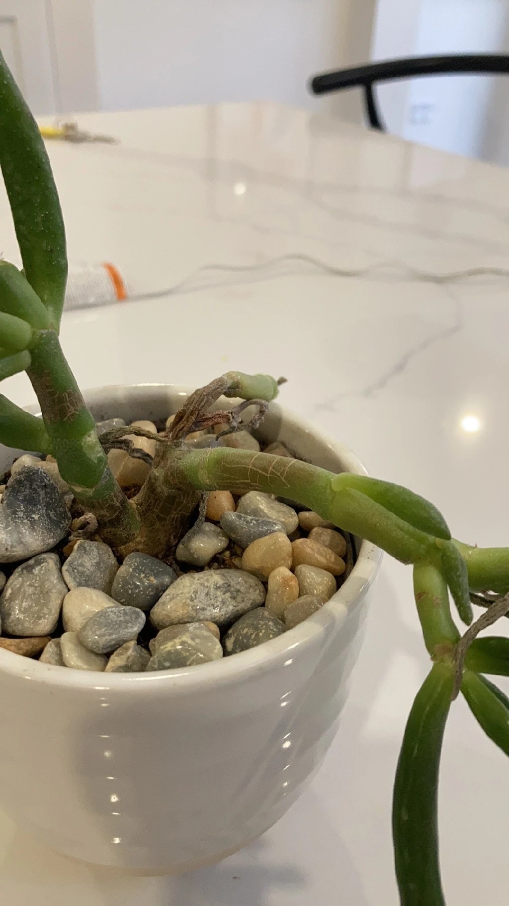 How to Treat Leaf rot Disease on Gollum jade?
