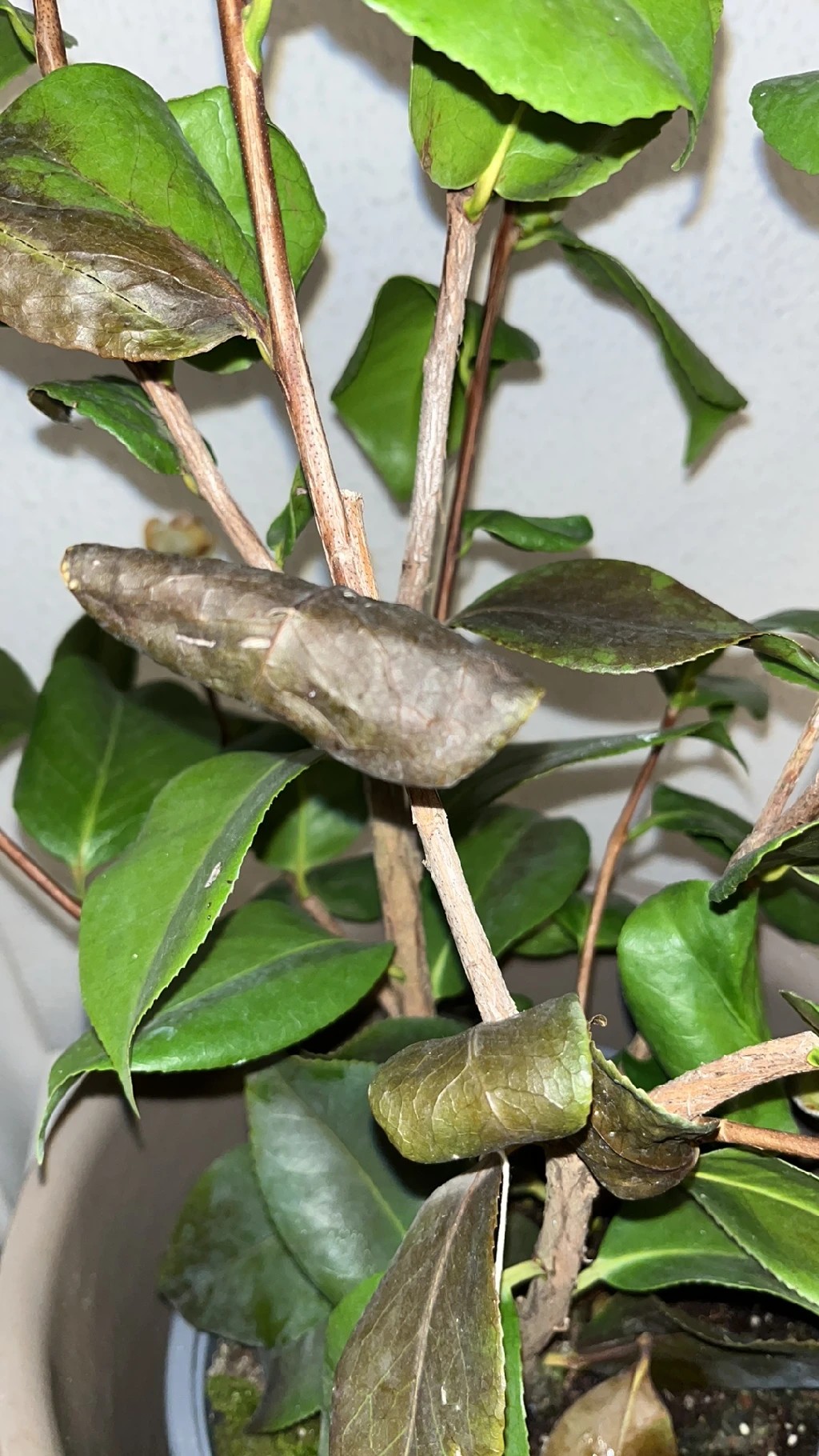 How to Treat Leaf rot Disease on Japanese camellia?