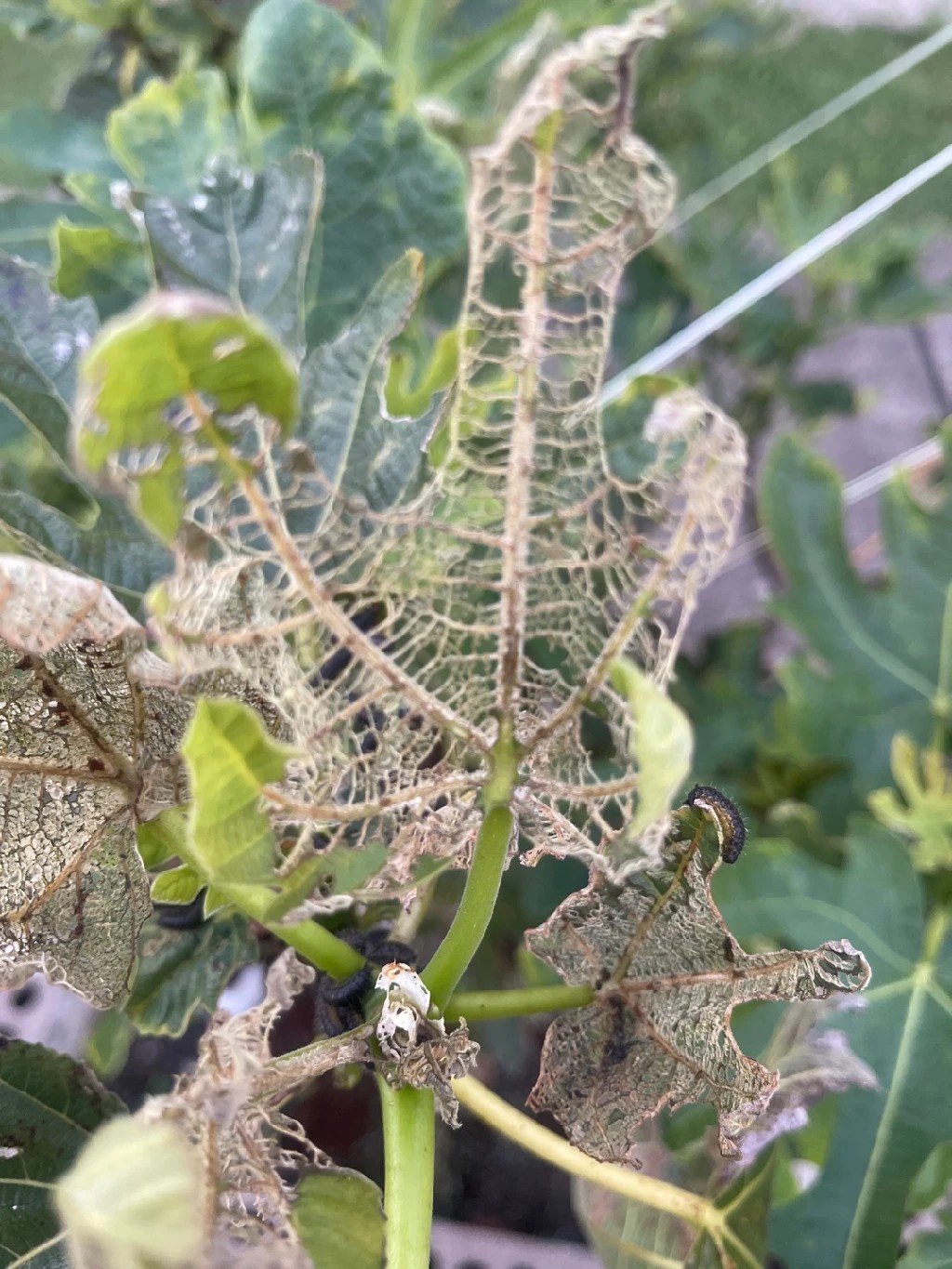 How to Treat Caterpillars Disease on Common fig?