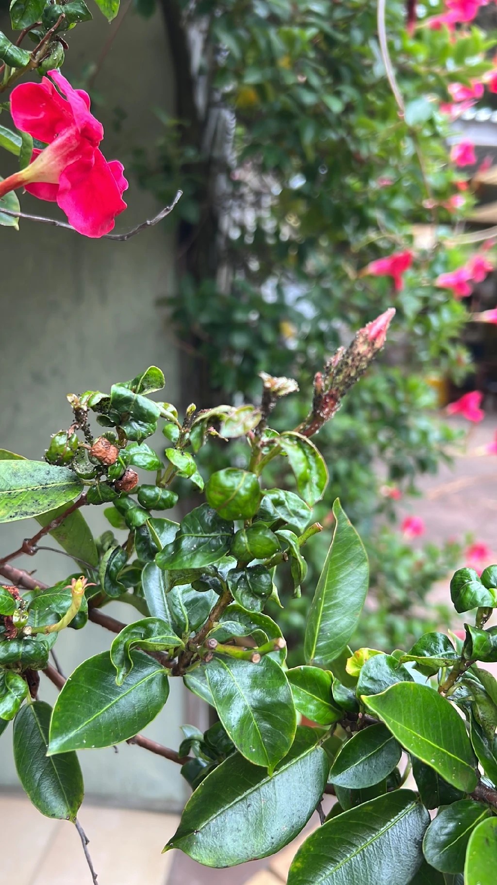 How to Treat Aphids Disease on Brazilian jasmine?