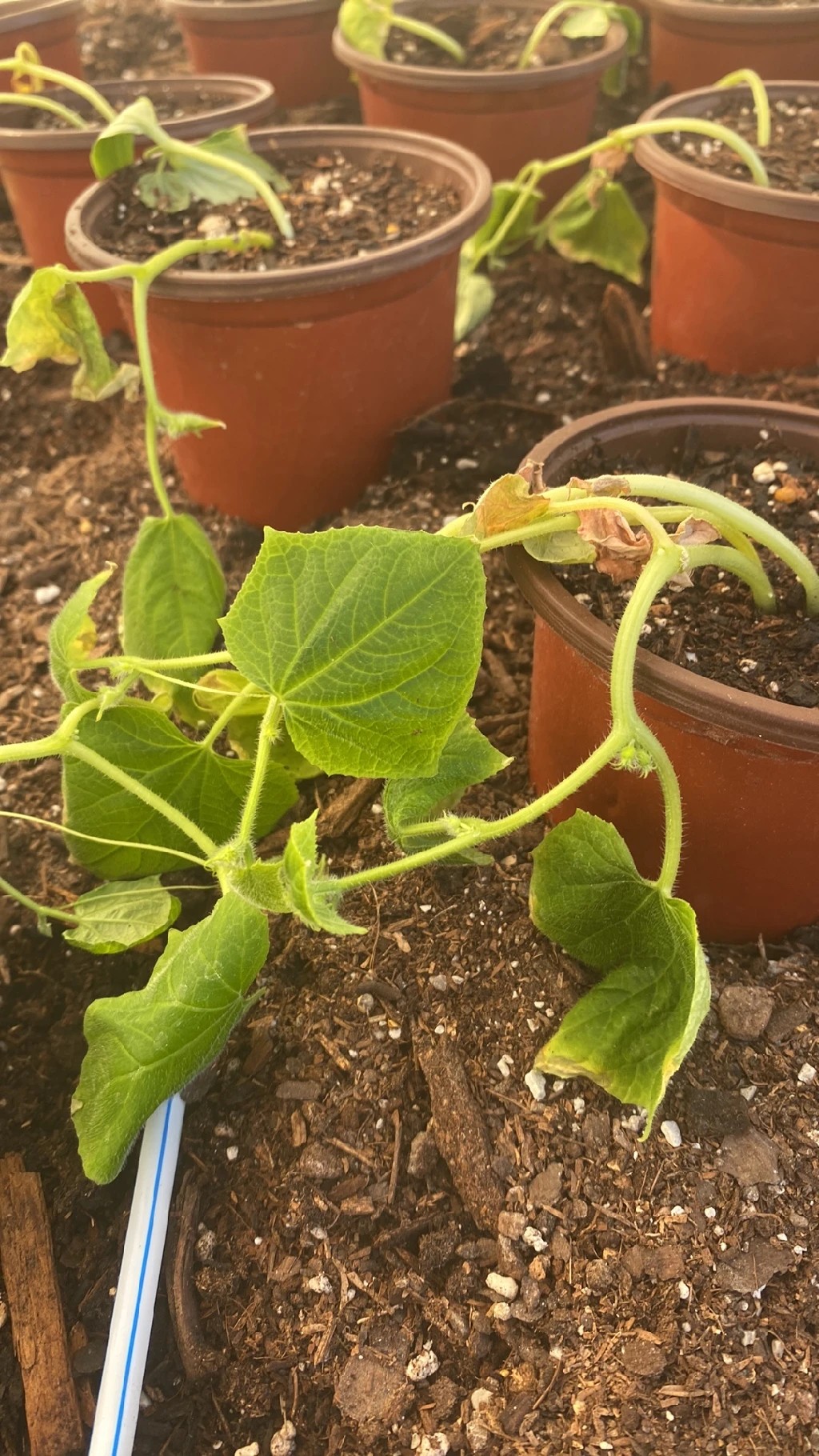 How to Treat Brown blotch yellow edge Disease on Cucumber?