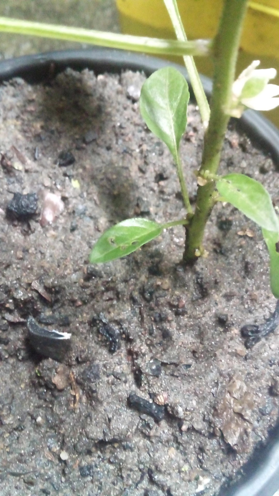 How to Treat Leaf miners Disease on Pepper?