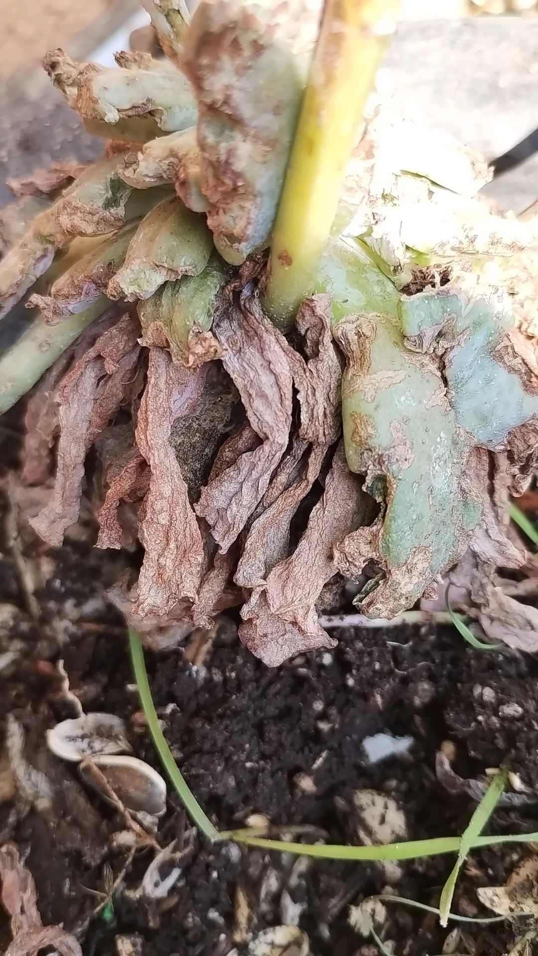 How to Treat Soft Rot Disease on Blue echeveria?