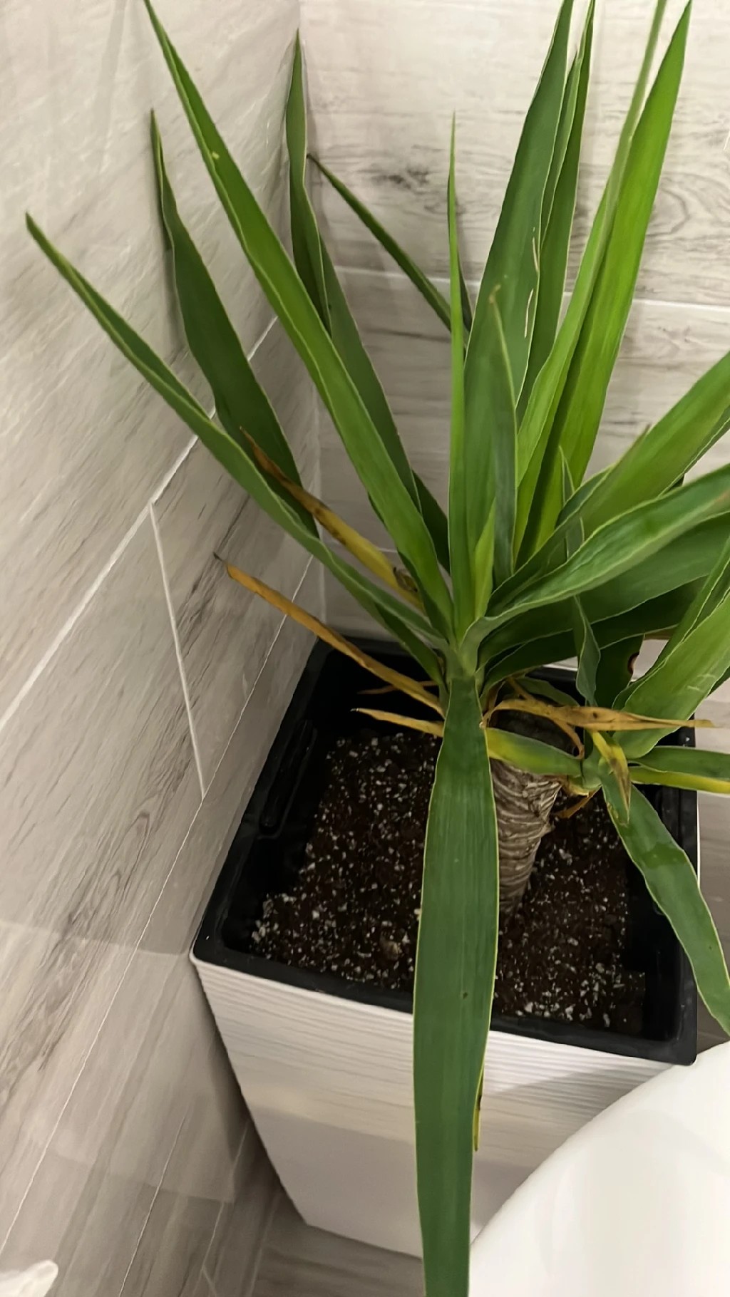 How to Treat Leaf spot Disease on Spineless yucca?