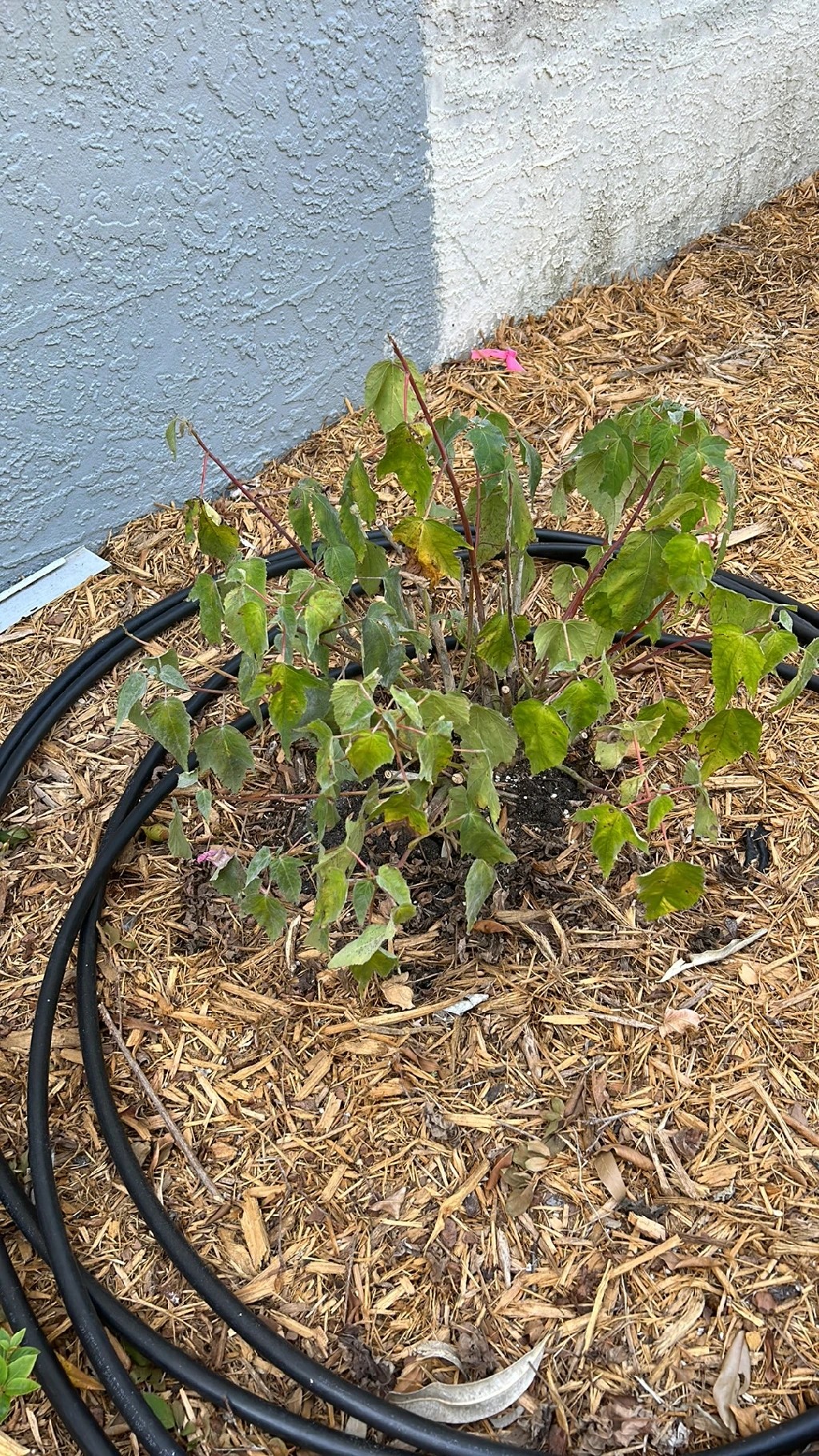 How to Treat Wilting Disease on Swamp rose mallow?