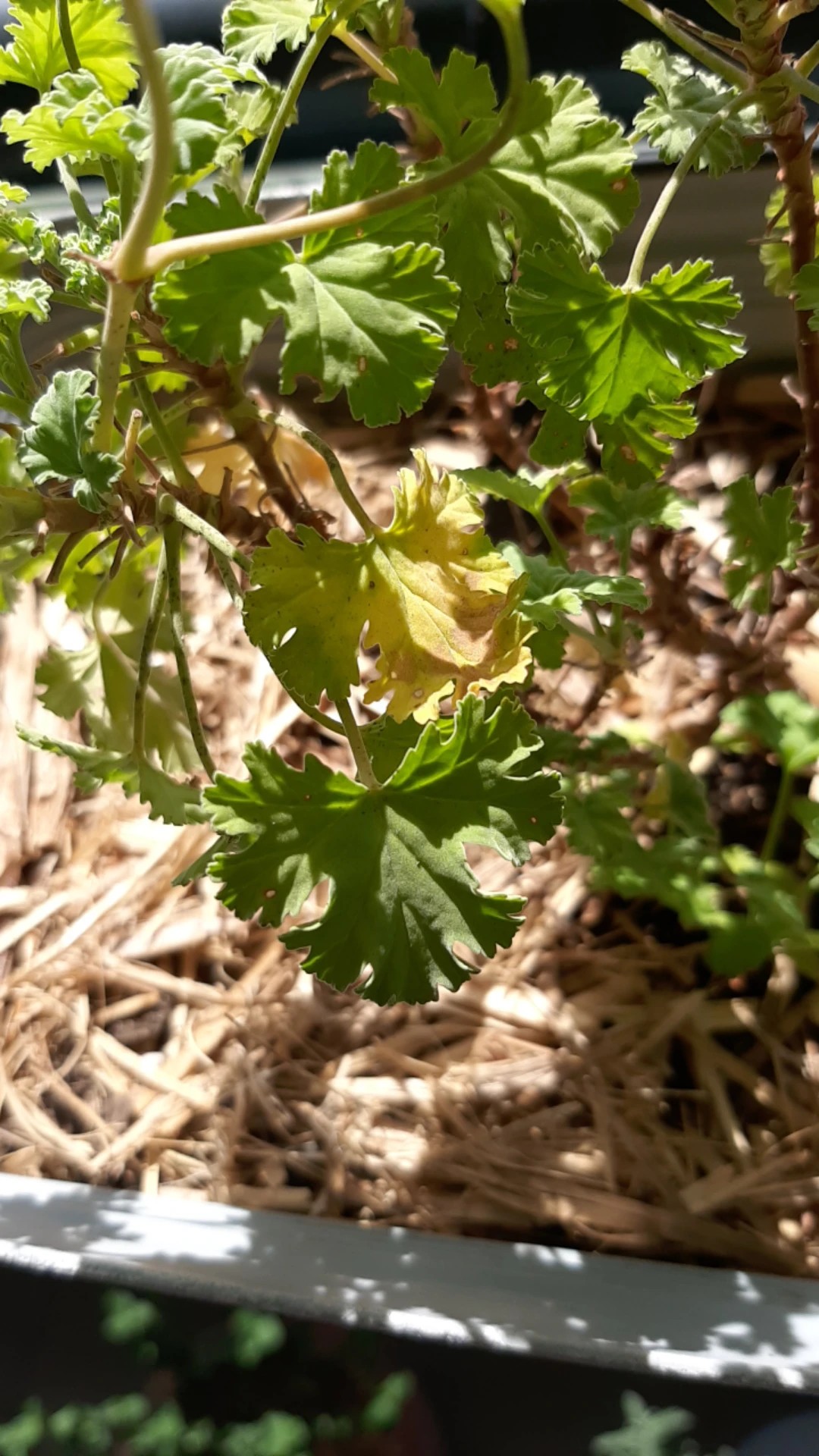 How to Treat Leaf rot Disease on Rose geranium?