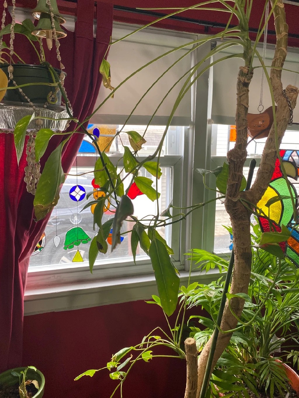 How to Treat Leaf rot Disease on Octopus tree?