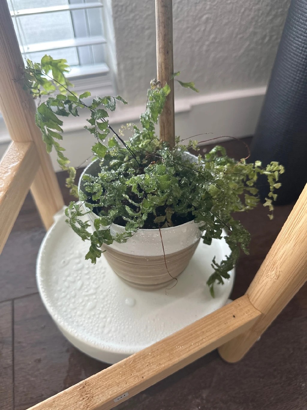 How to Treat Wilting Disease on Southern maidenhair fern?